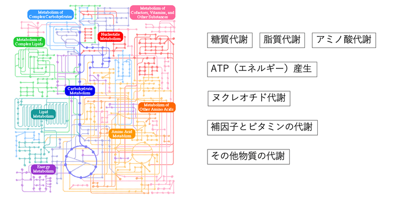 Off Flavor入門〜⑪代謝と酵素｜Shiro Yamada