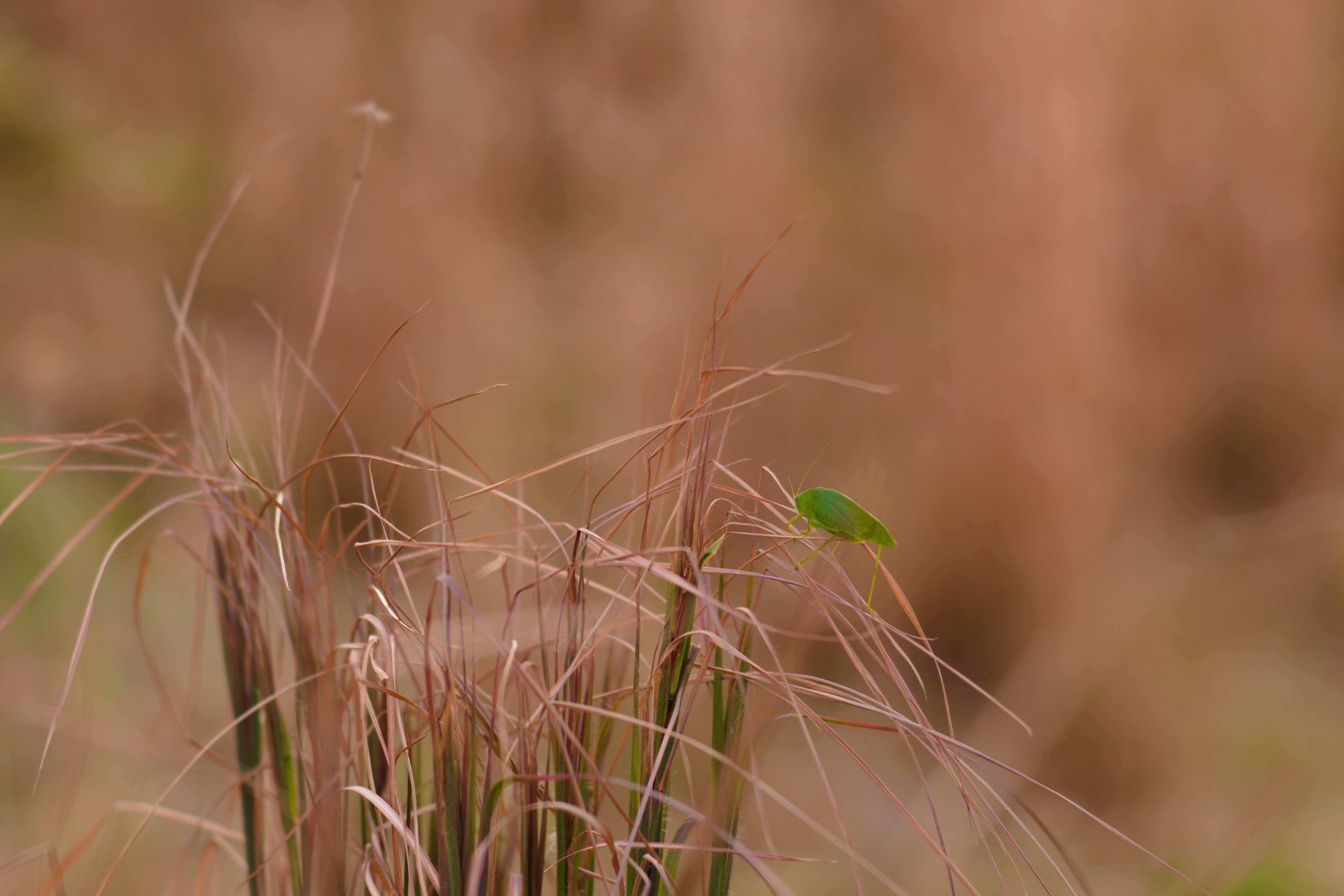 レンズ沼あれこれ:NIKKOR 105mm F1.8|ひっくすK レンズ沼あれこれ:NIKKOR 105mm F1.8|ひっくすK