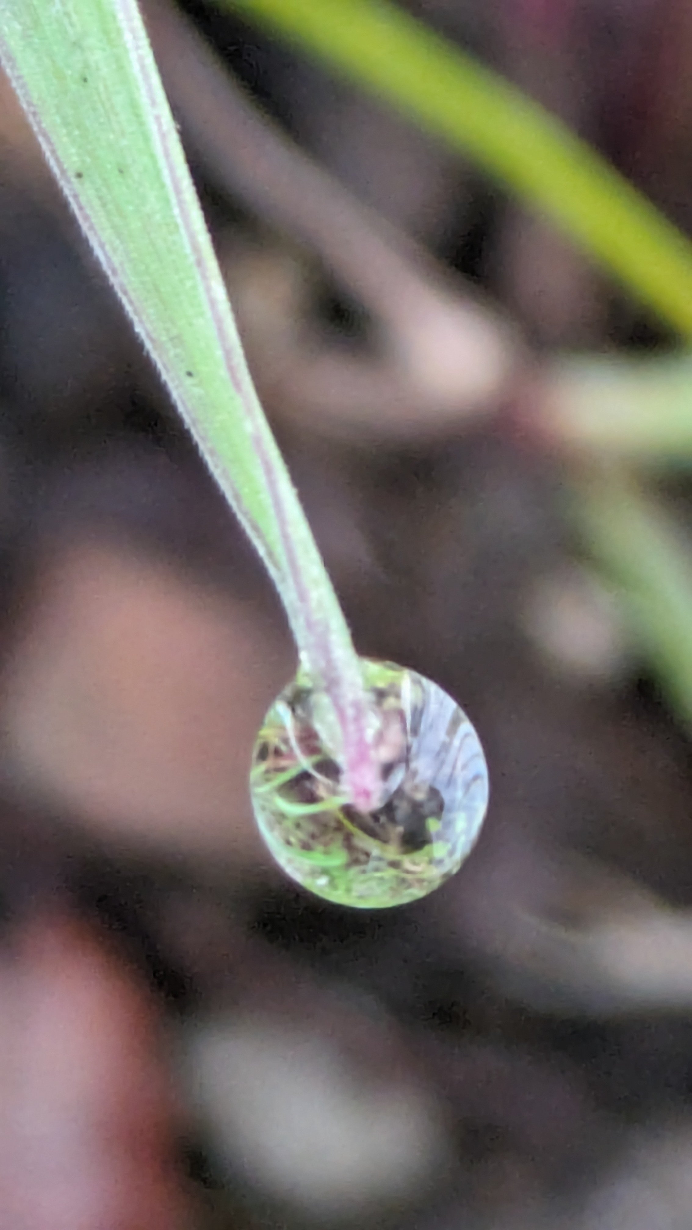 今朝の水滴③｜ichiro70