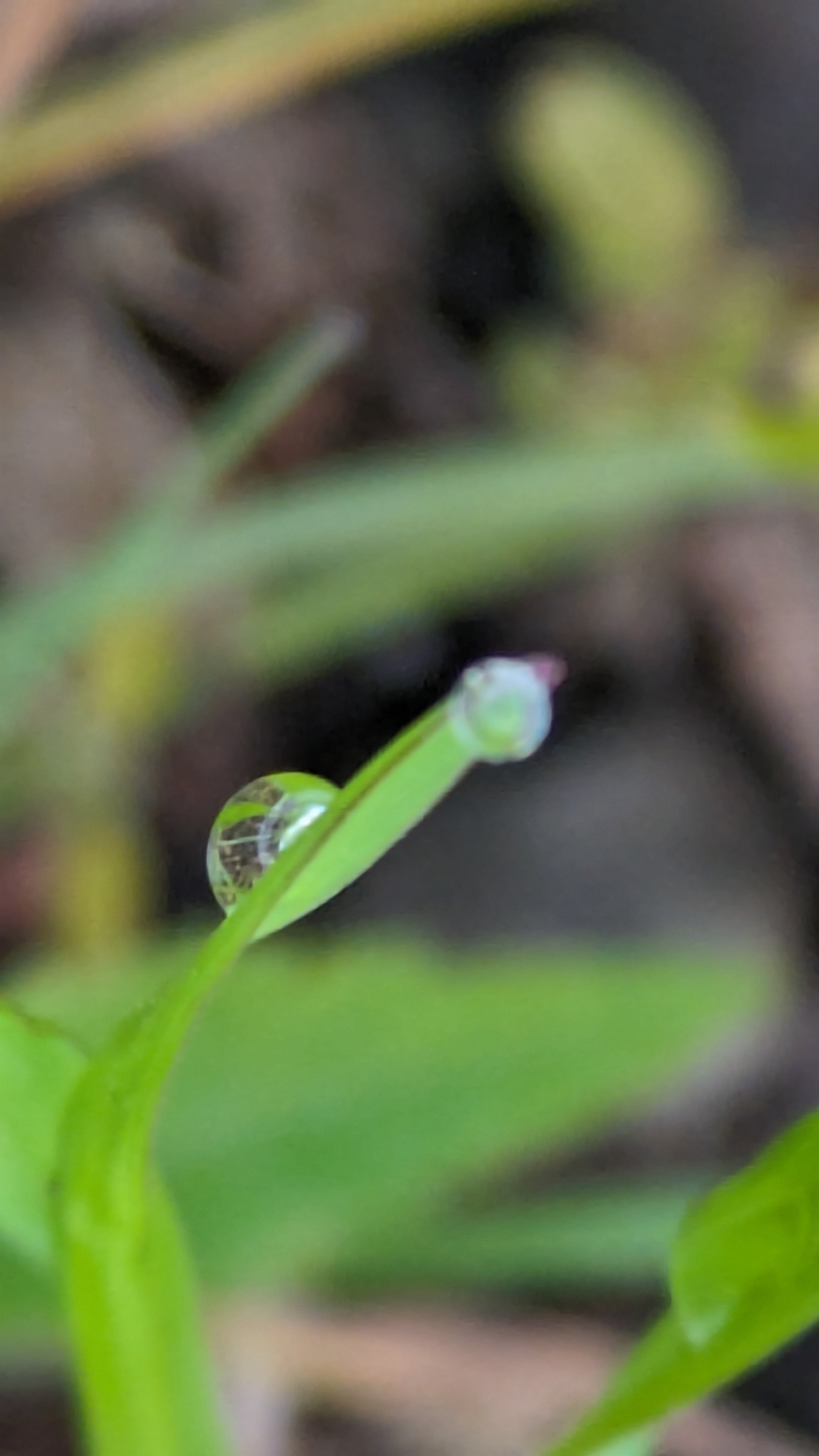 今朝の水滴③｜ichiro70