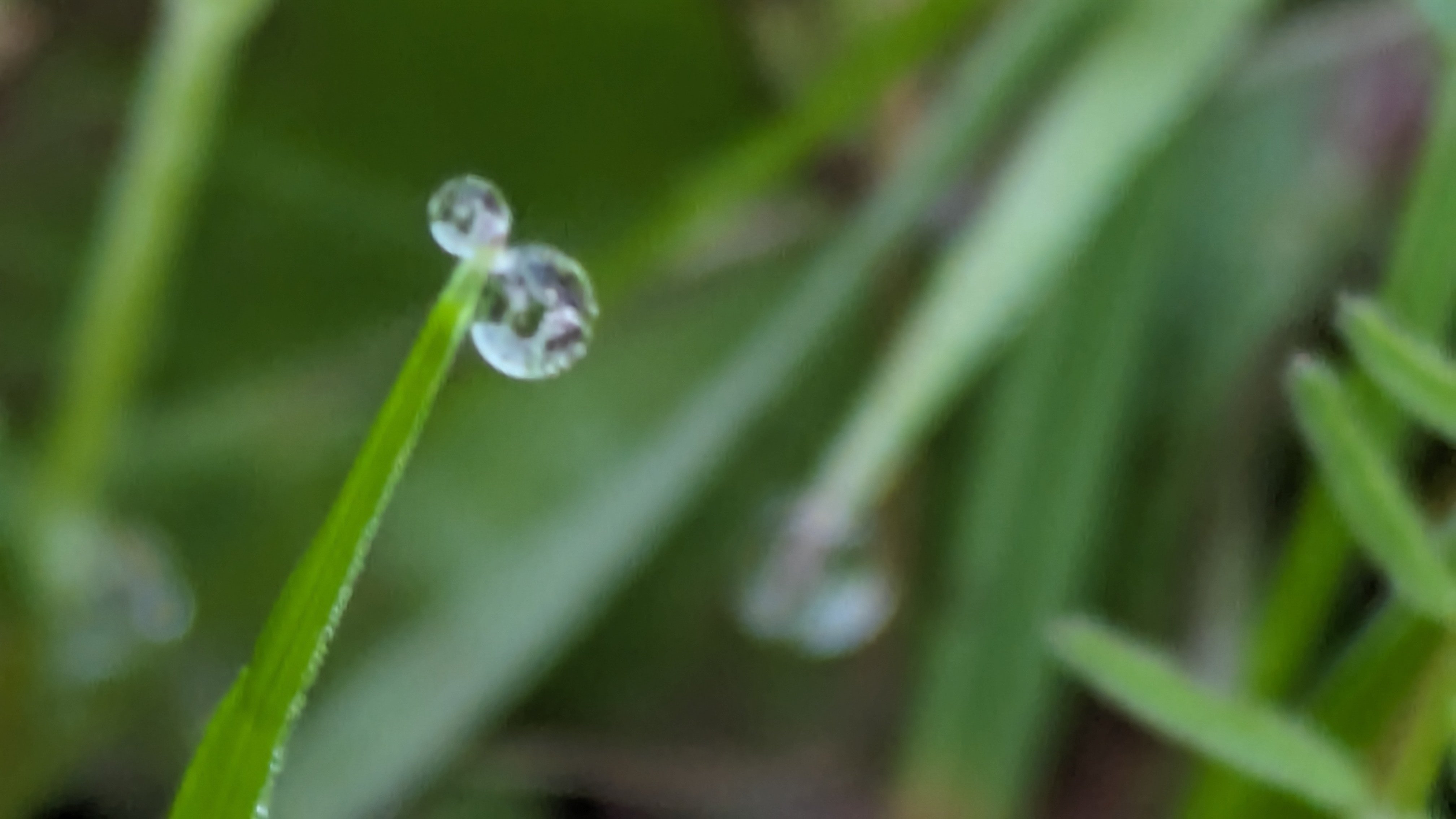 今朝の水滴④｜ichiro70