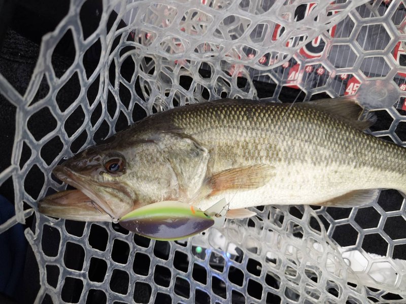 Vincent fish by OSK｜stumpmaster