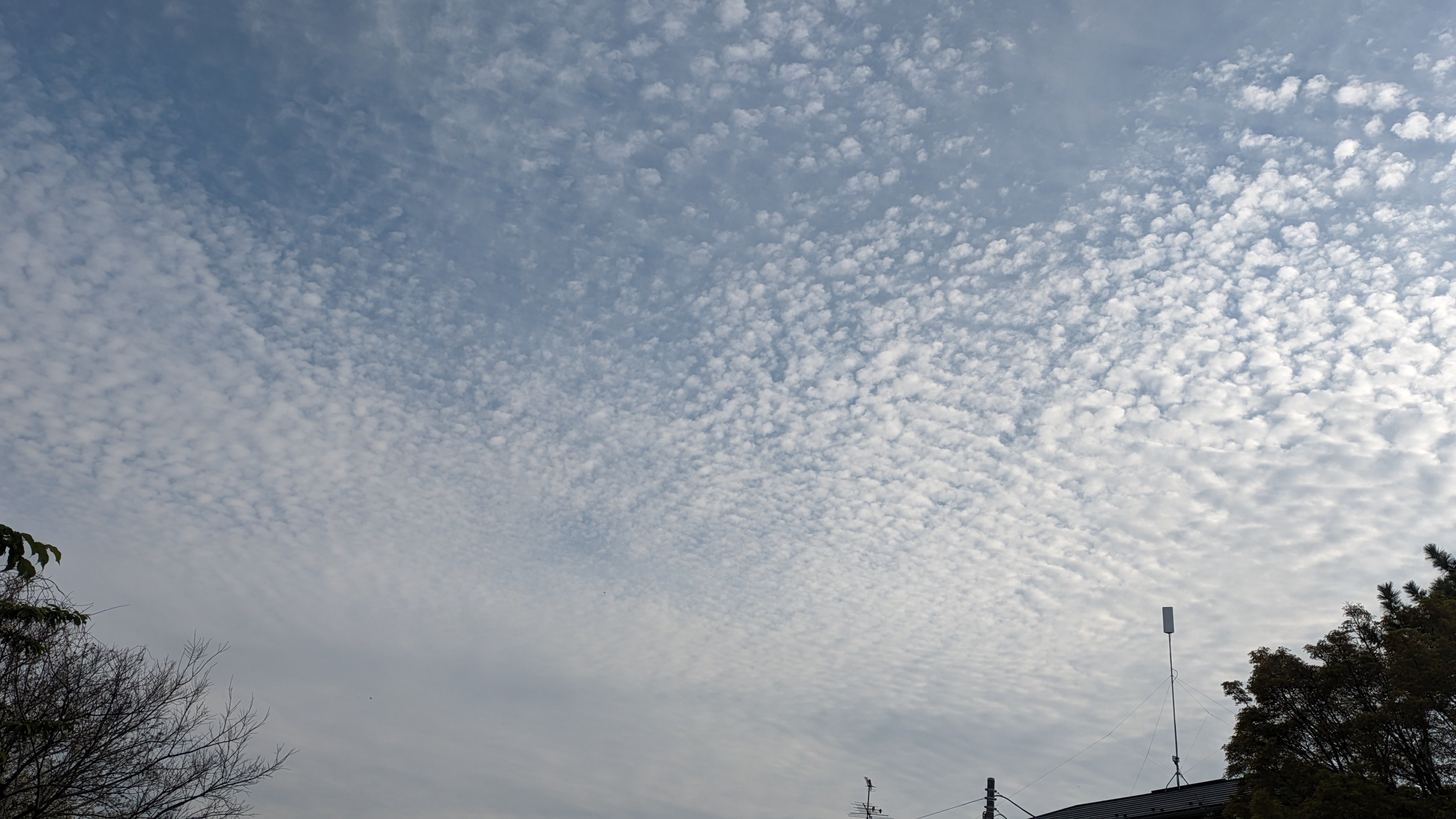 桜のある午後｜Hiroyuki SAEKI