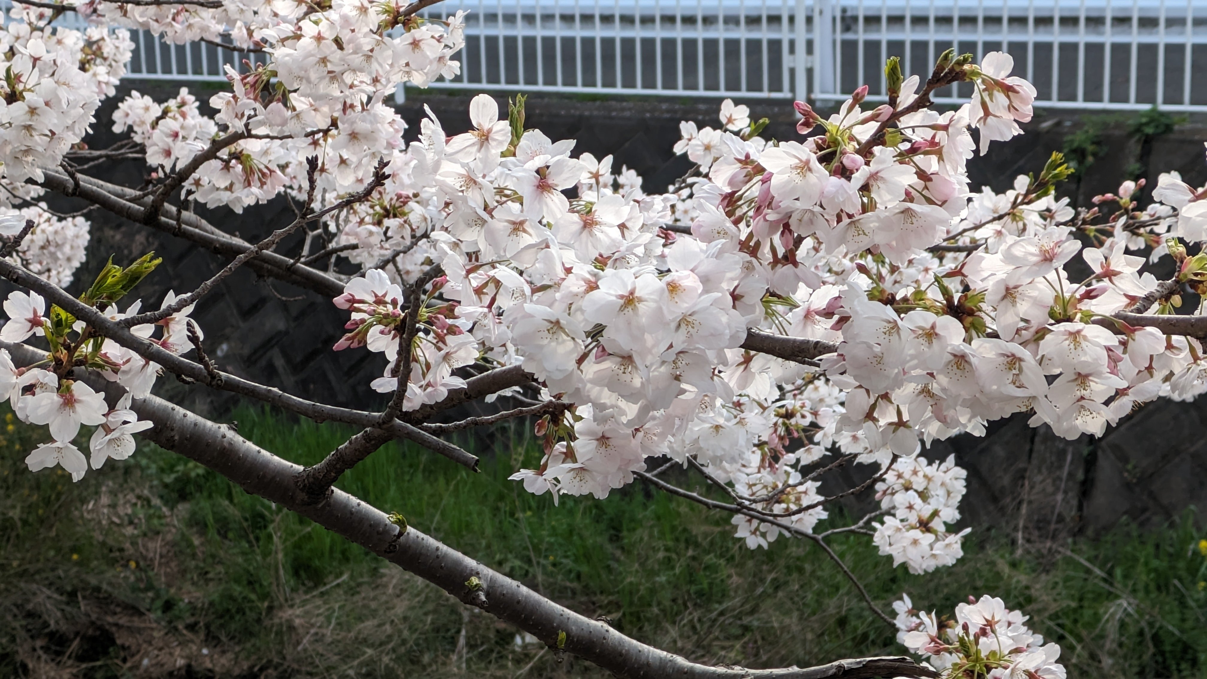 桜のある午後｜Hiroyuki SAEKI