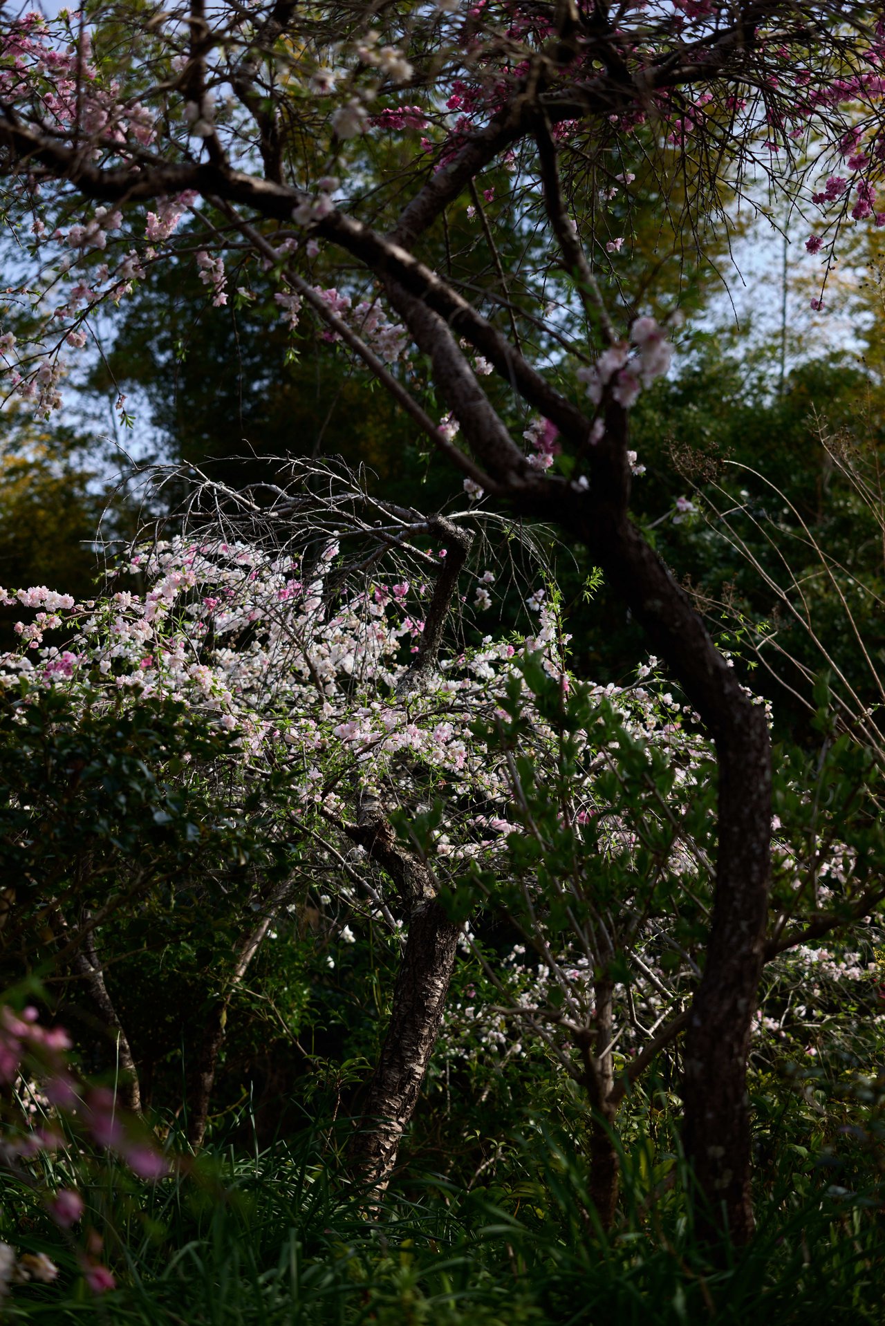 declic | Kenji Miura｜note