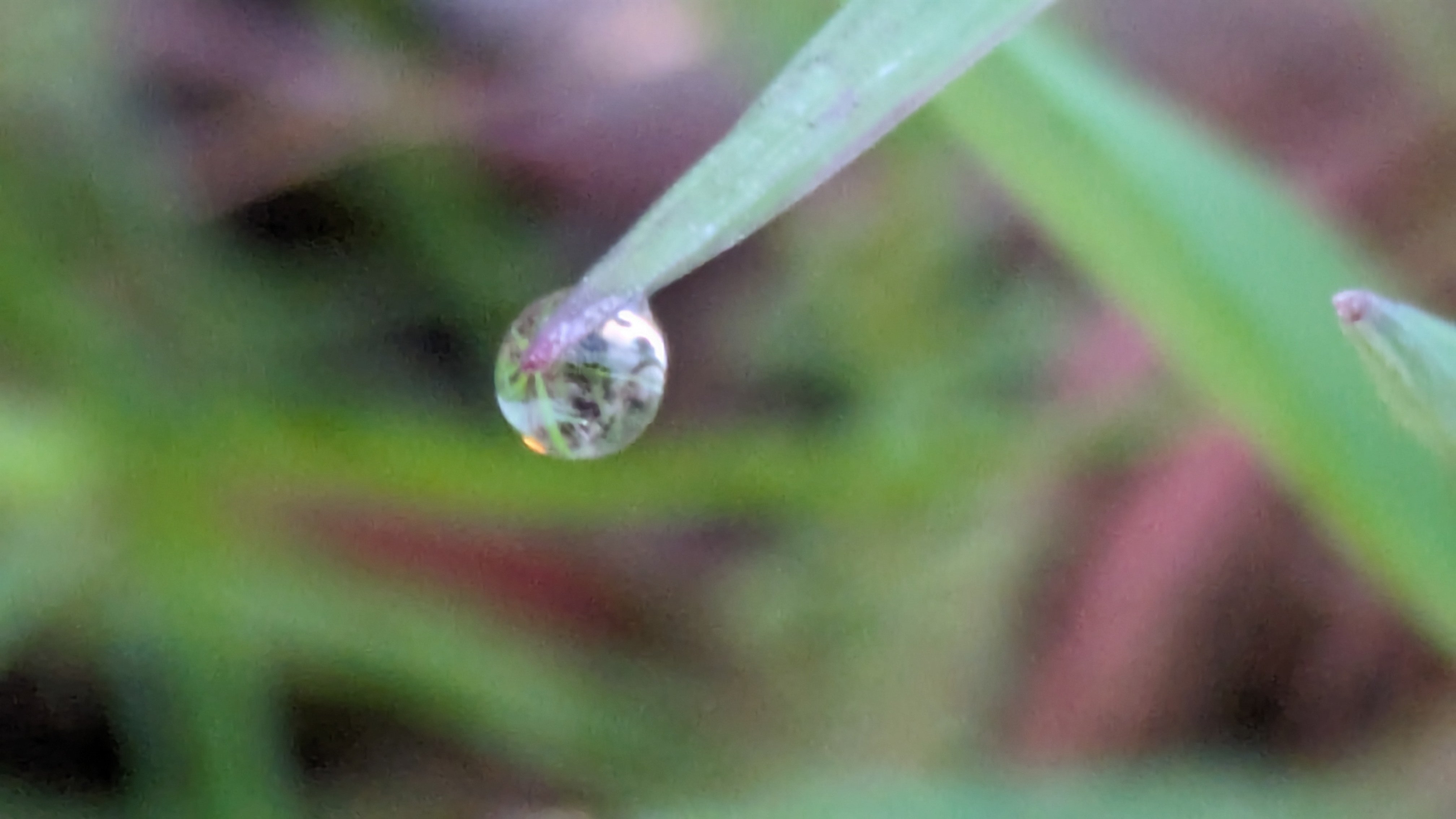 今朝の水滴｜ichiro70