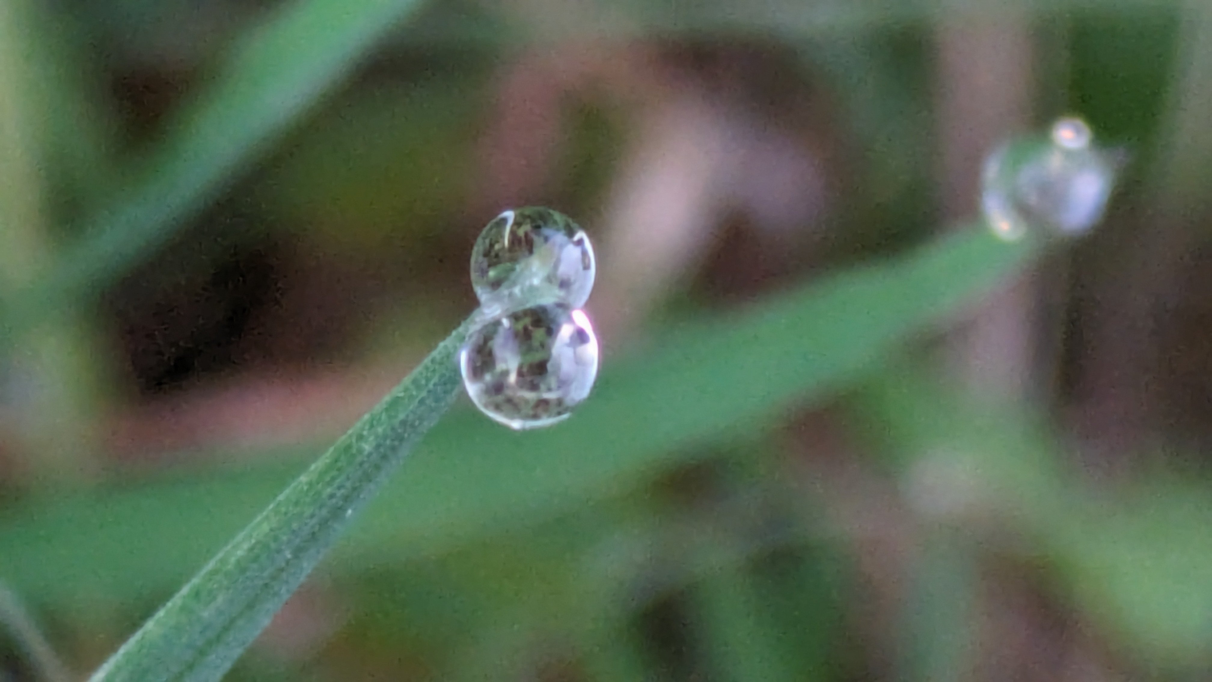 今朝の水滴｜ichiro70