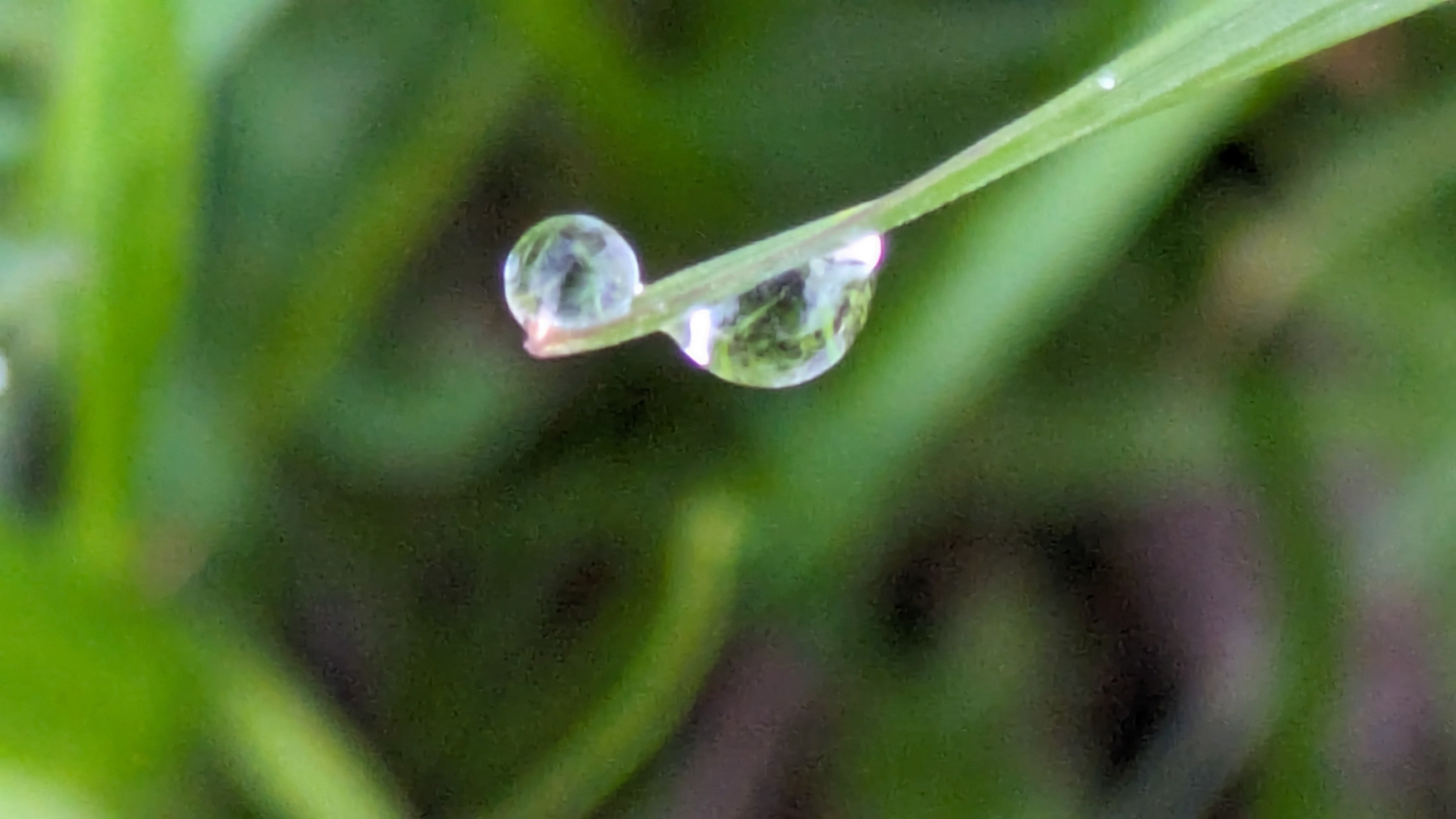 今朝の水滴②｜ichiro70