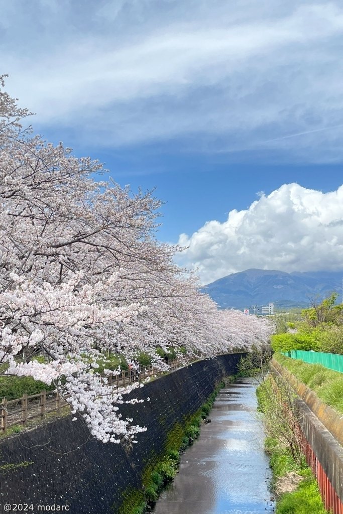 そろそろ満開。｜modarc