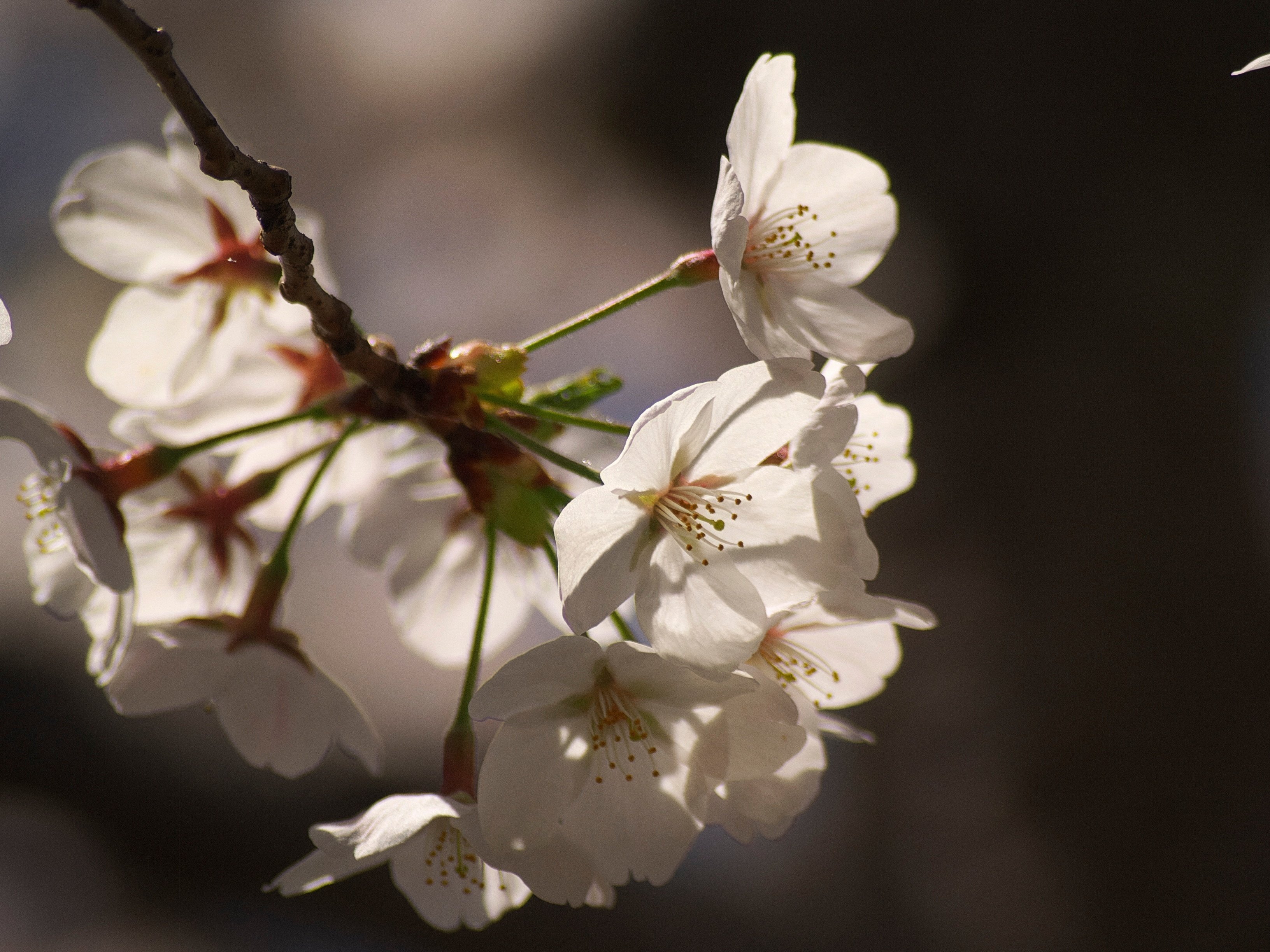 SIGMA 55-200mmF4-5.6 DC (フォーサーズ用)|夢望庵 / Mubou-an SIGMA 55-200mmF4-5.6 DC (フォーサーズ用)|夢望庵 / Mubou-an