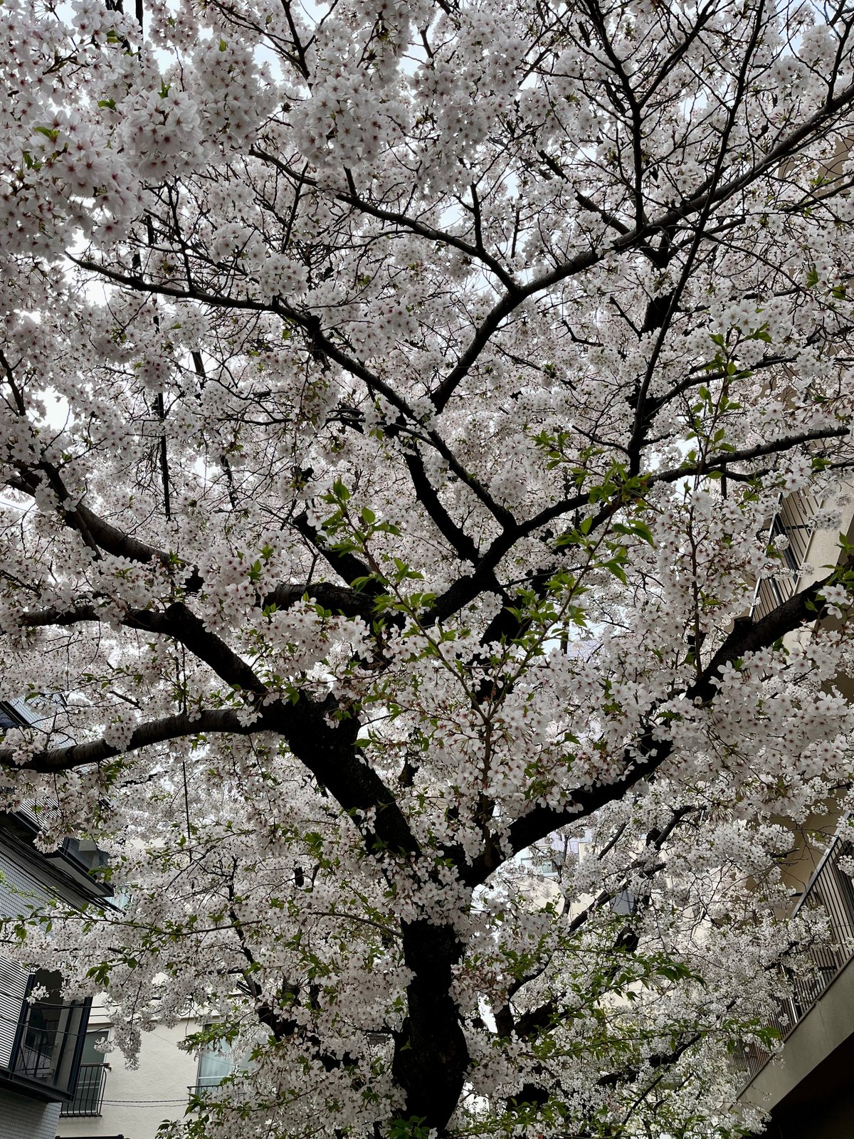 「散る桜 残る桜も 散る桜」（良寛和尚）｜櫻田弘文 ブランディング・プロデューサー）