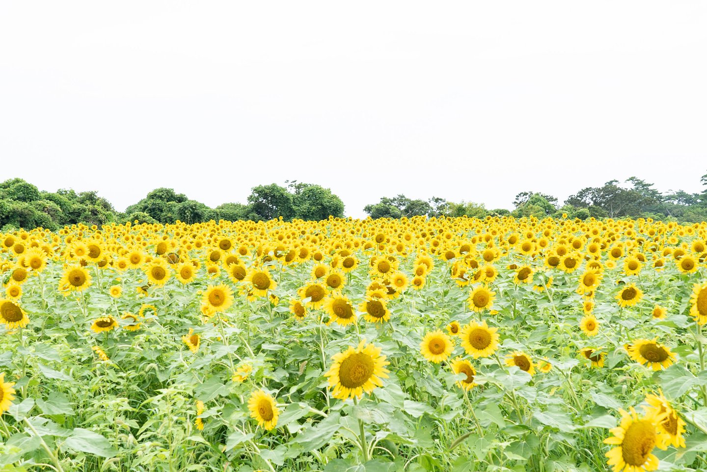 【365 Photo】337/365｜Ryosuke Otani