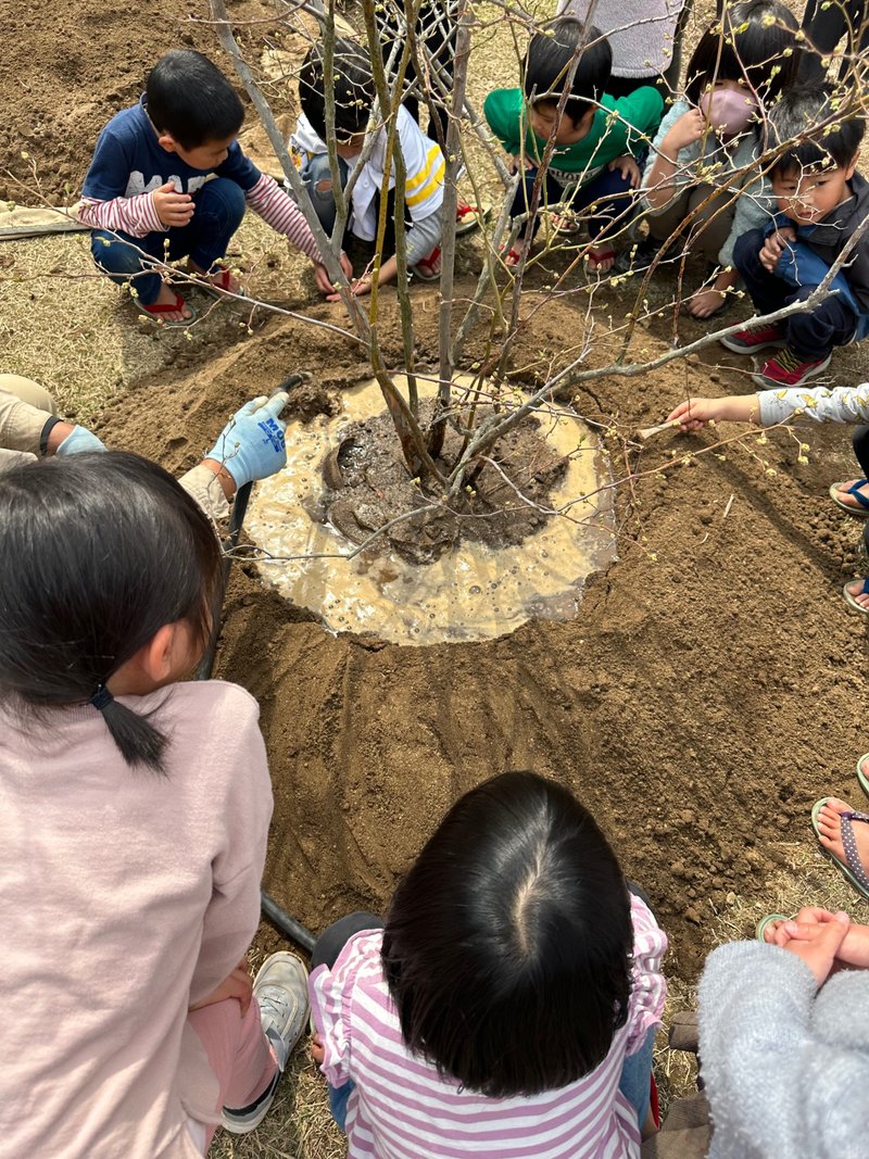 ＜春の庭から＞未来の景観をどうつくる？桜にも寿命があるのよ｜haco 🍀ガーデンプランナー🌱庭のある暮らし植物のある暮らし
