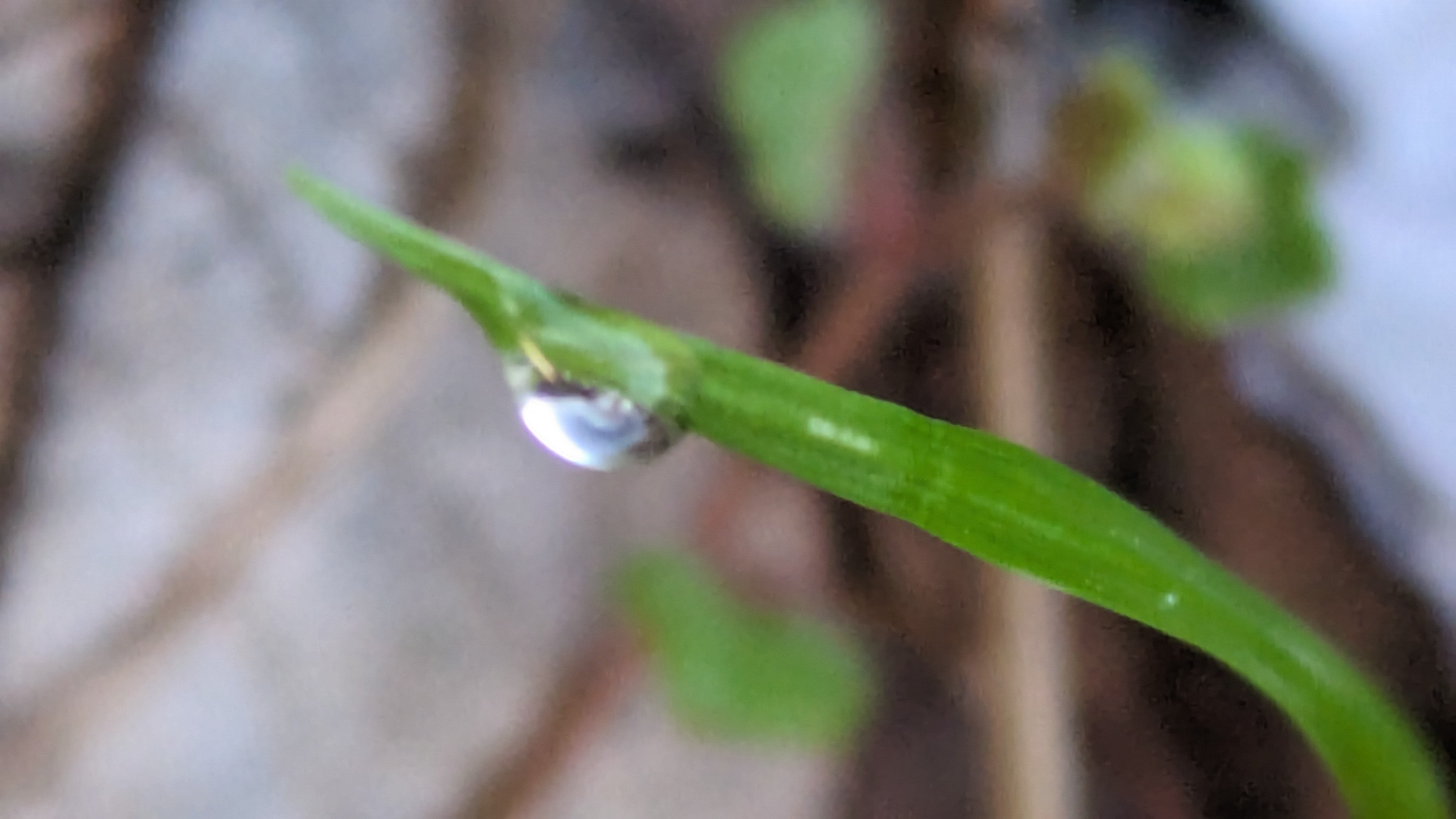 今朝の水滴｜ichiro70