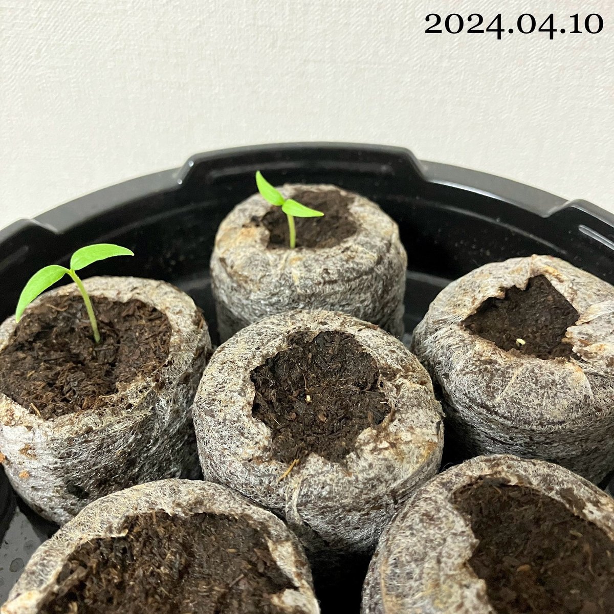 進捗(レモン/唐辛子)｜くりこ