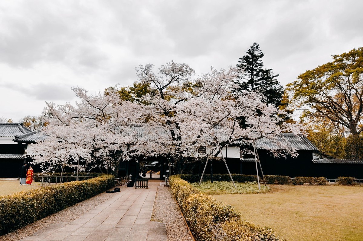 Old Roll の [ Argus ] で撮ってみたら・・・｜きよしろうの雑記帳