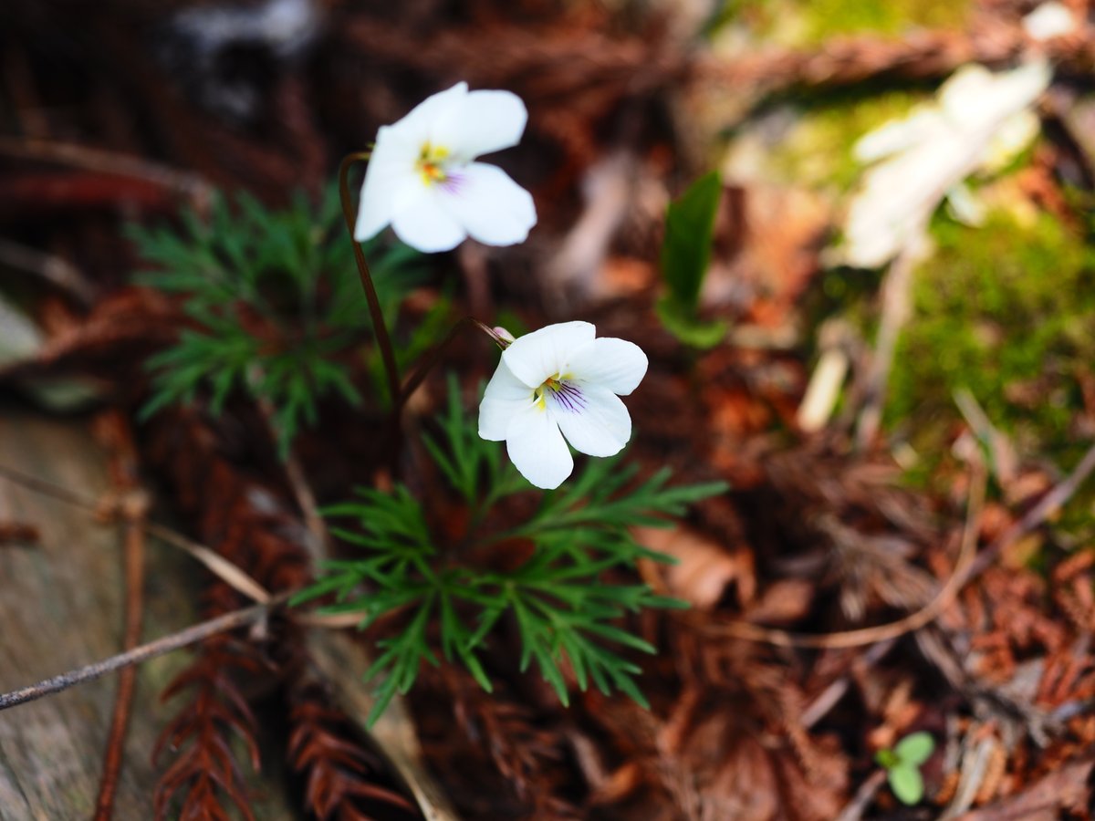 高尾歳時記 2024年4月11日｜悠星 Yusei