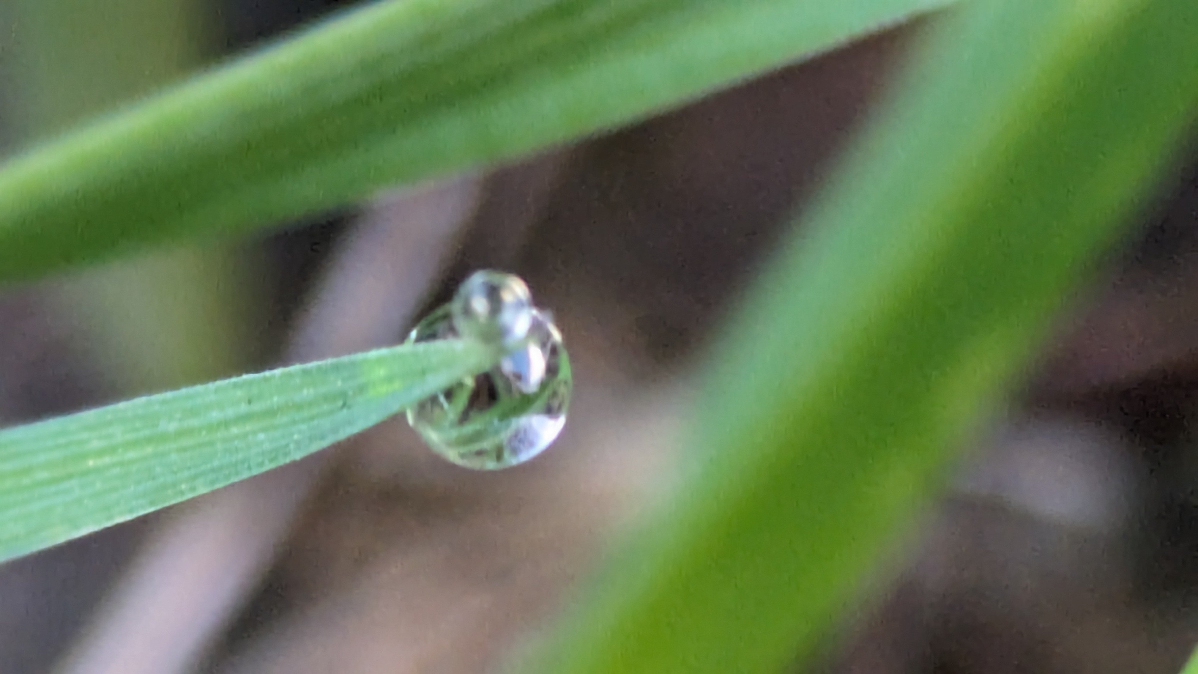 今朝の水滴②｜ichiro70