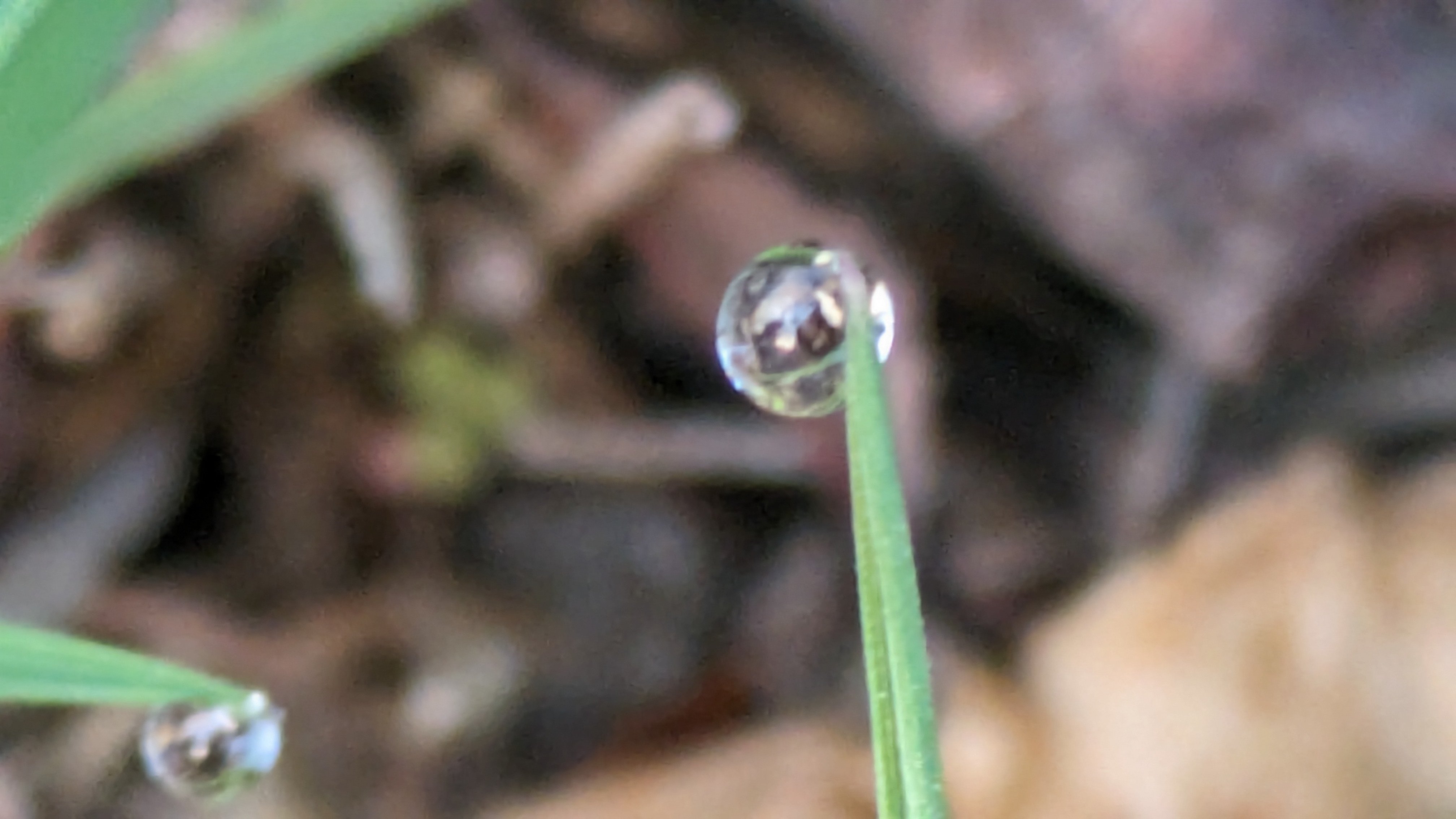 今朝の水滴②｜ichiro70