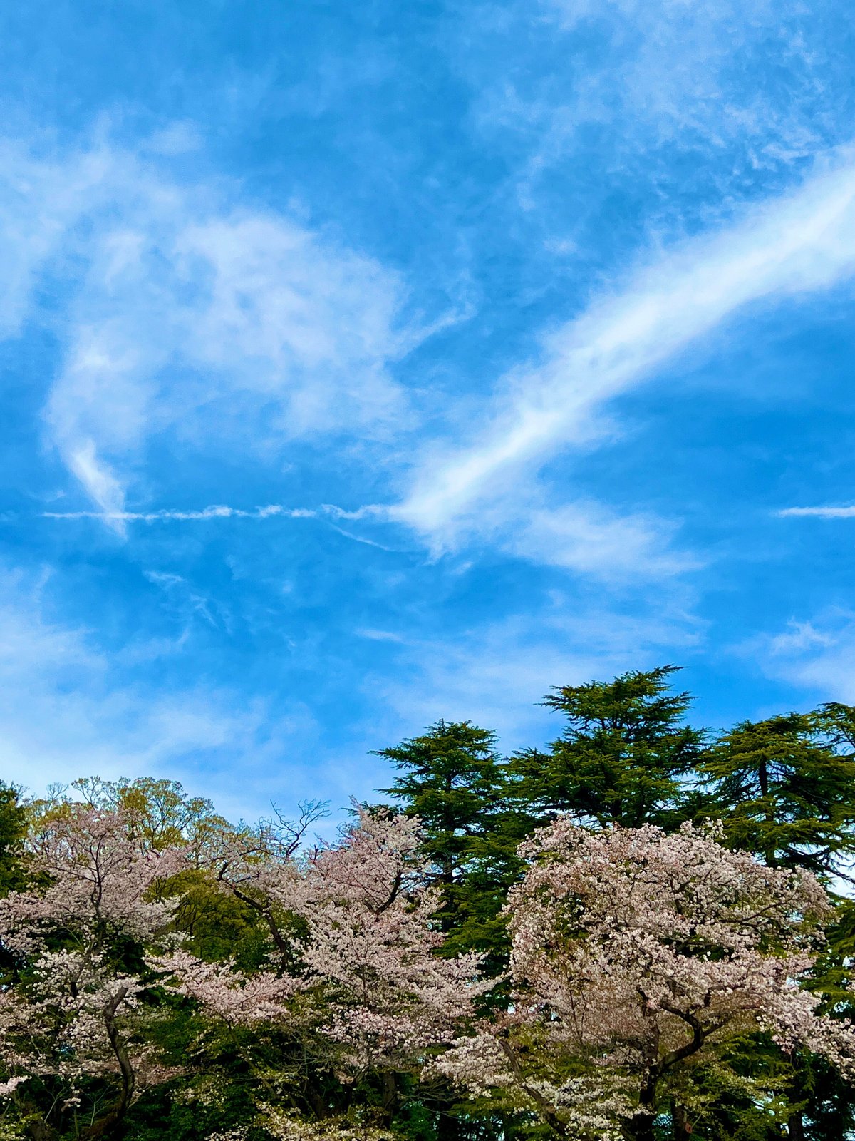 緑色の八重桜が見たくて、神代植物公園へ！今年は全種咲き揃いの花宴だった！｜Ms'HIRO