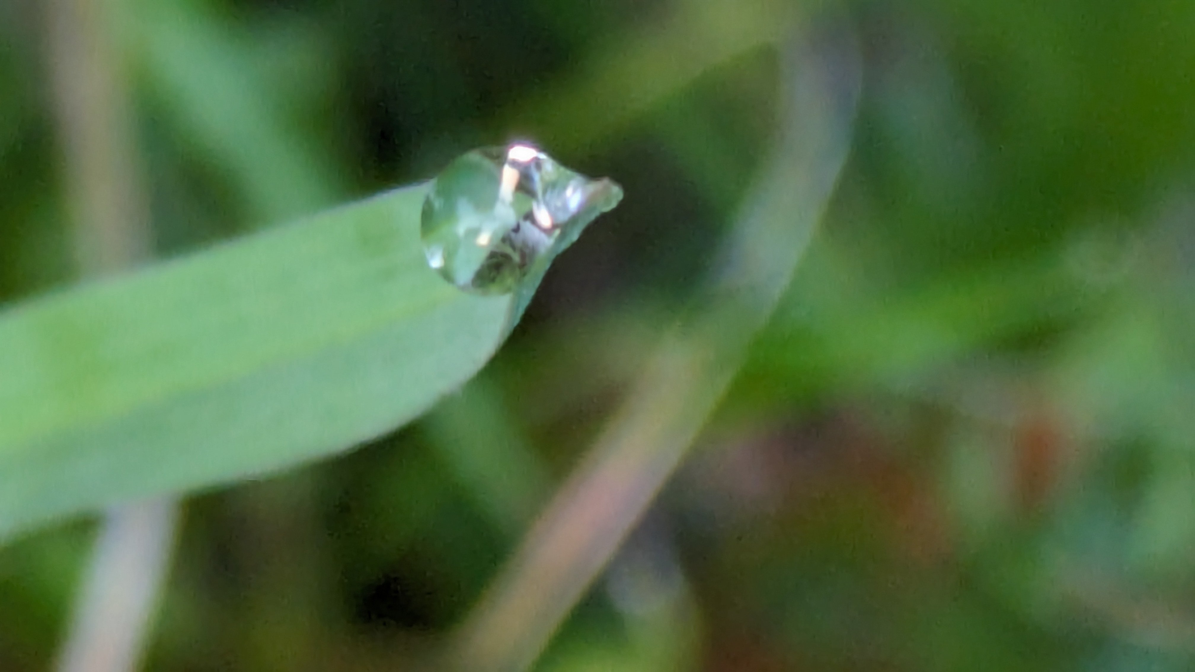 今朝の水滴｜ichiro70