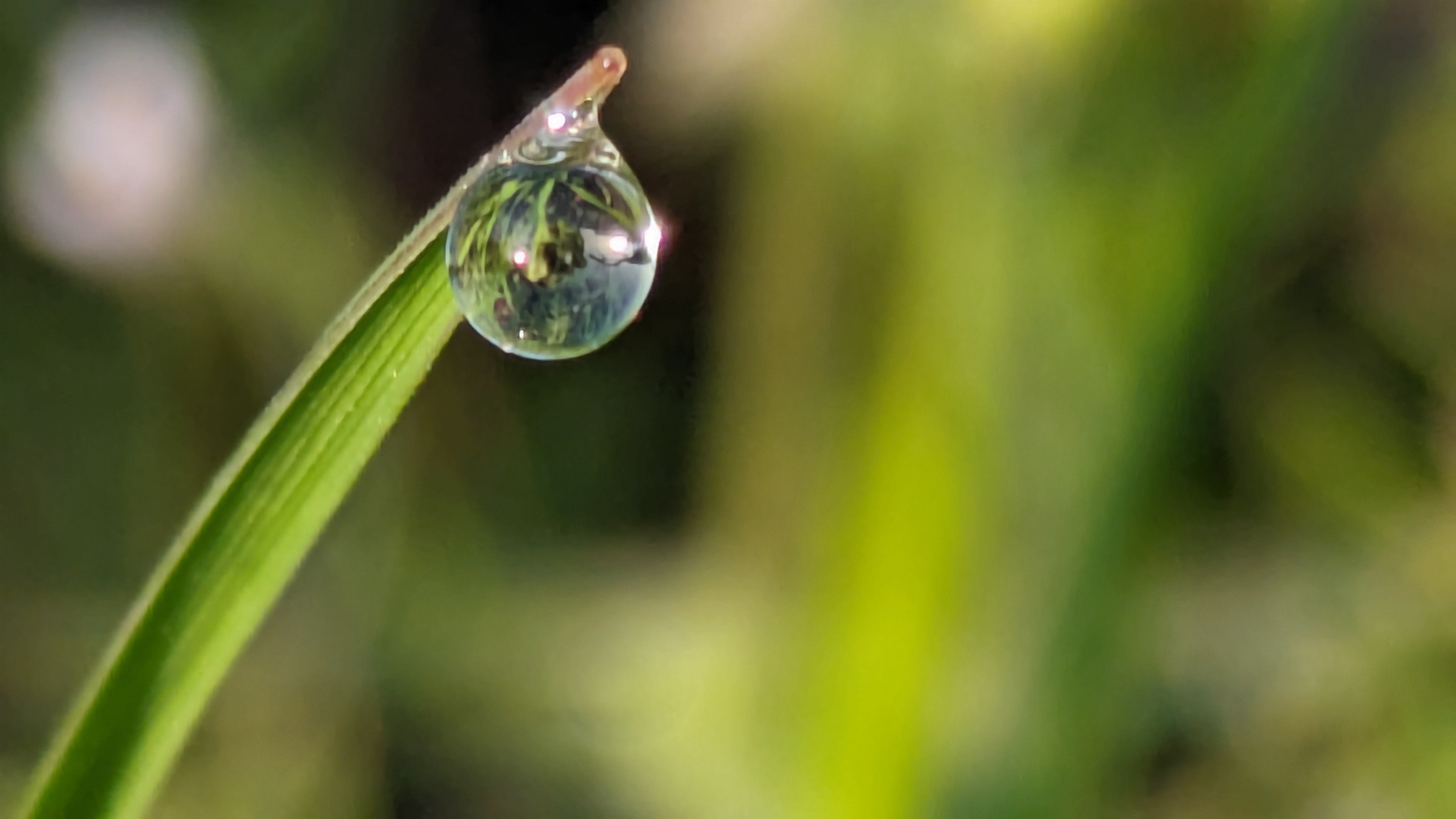 今朝の水滴④｜ichiro70