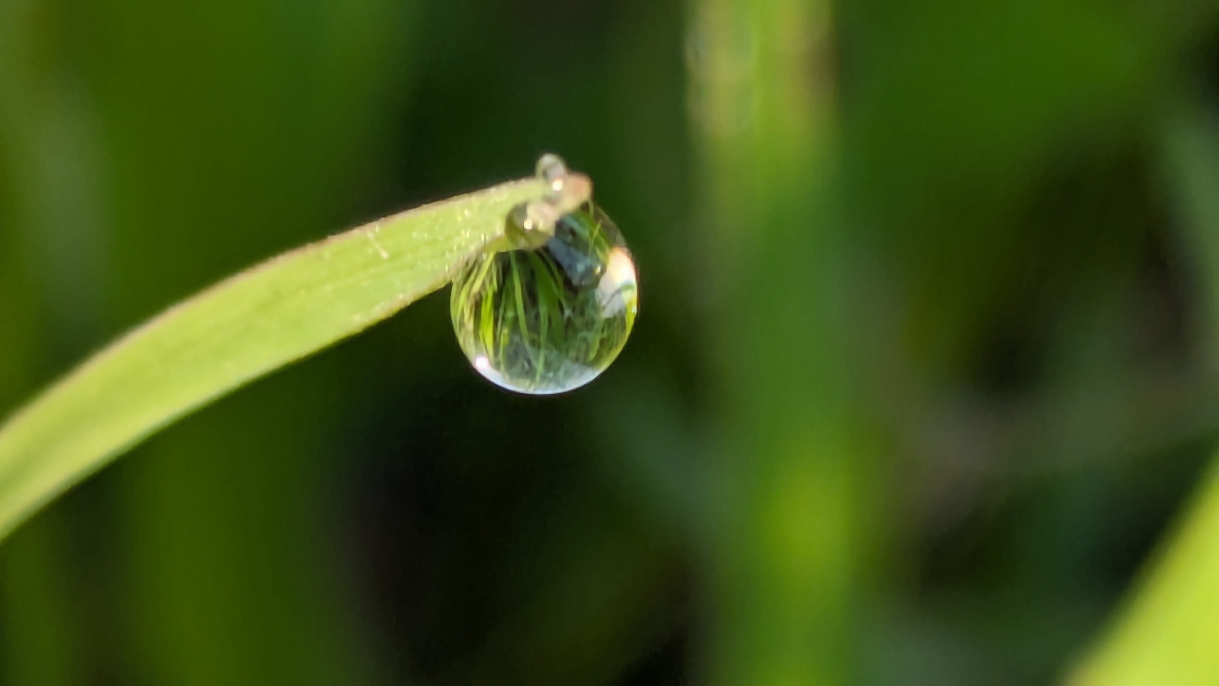 今朝の水滴⑤｜ichiro70