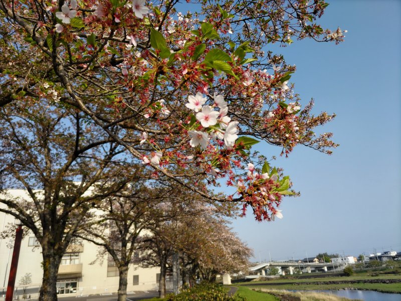 KabuBerry 29回目の参加♪｜まろんKaniKabu会