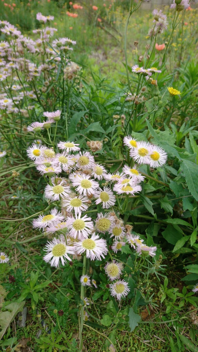 空き地の花園｜のぶこ