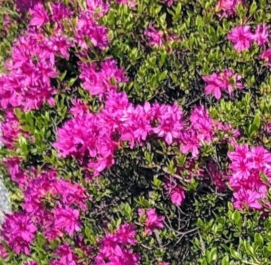 演歌の夢まつり ｜yuki55