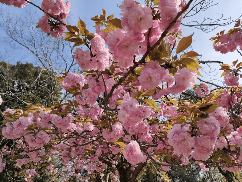 アセンション戦隊 ネムインジャー｜CoCoRo_no中の君