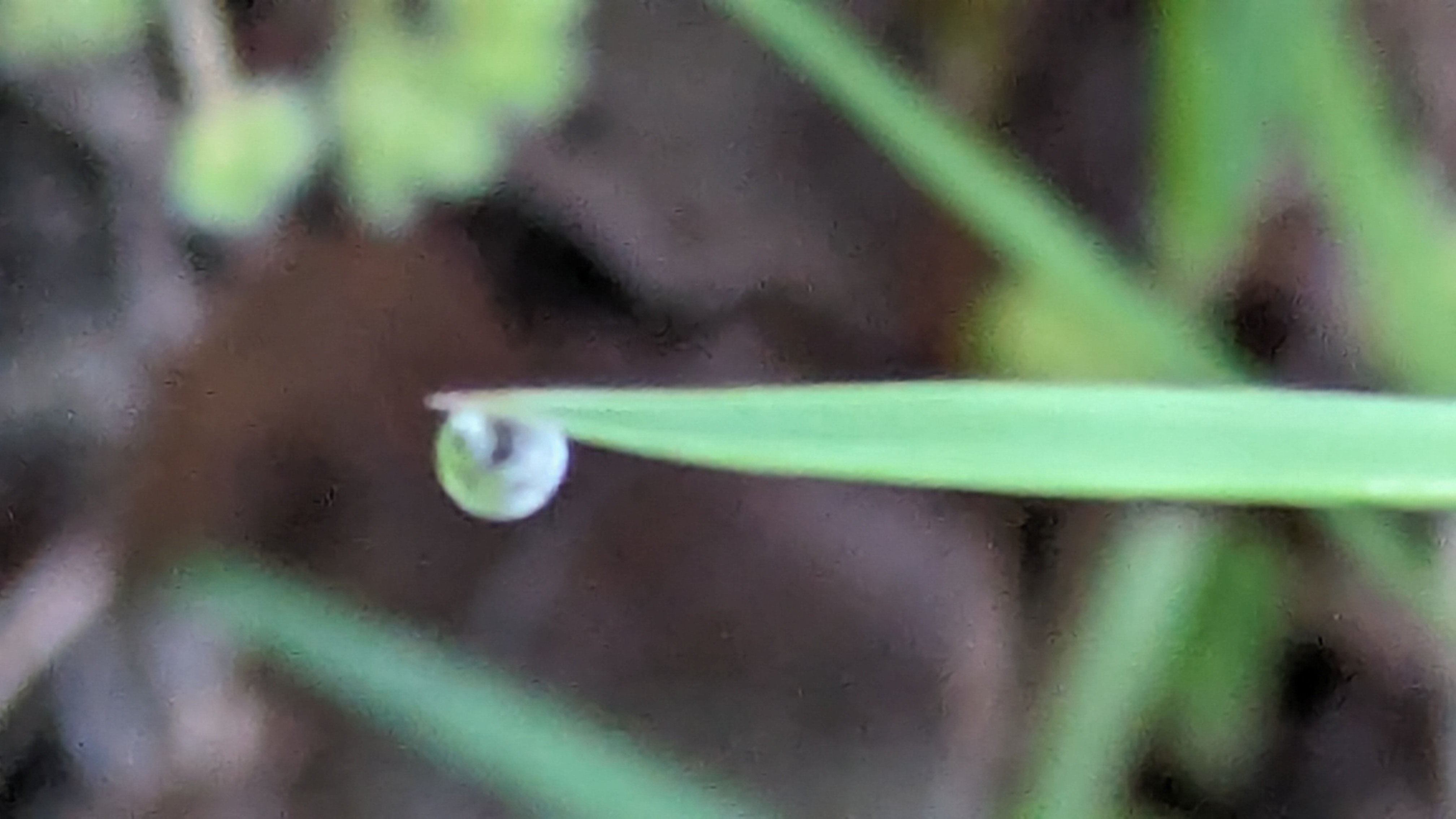 今朝の水滴｜ichiro70