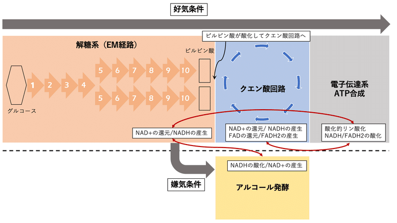 Off Flavor入門〜⑫酵母の働き｜Shiro Yamada