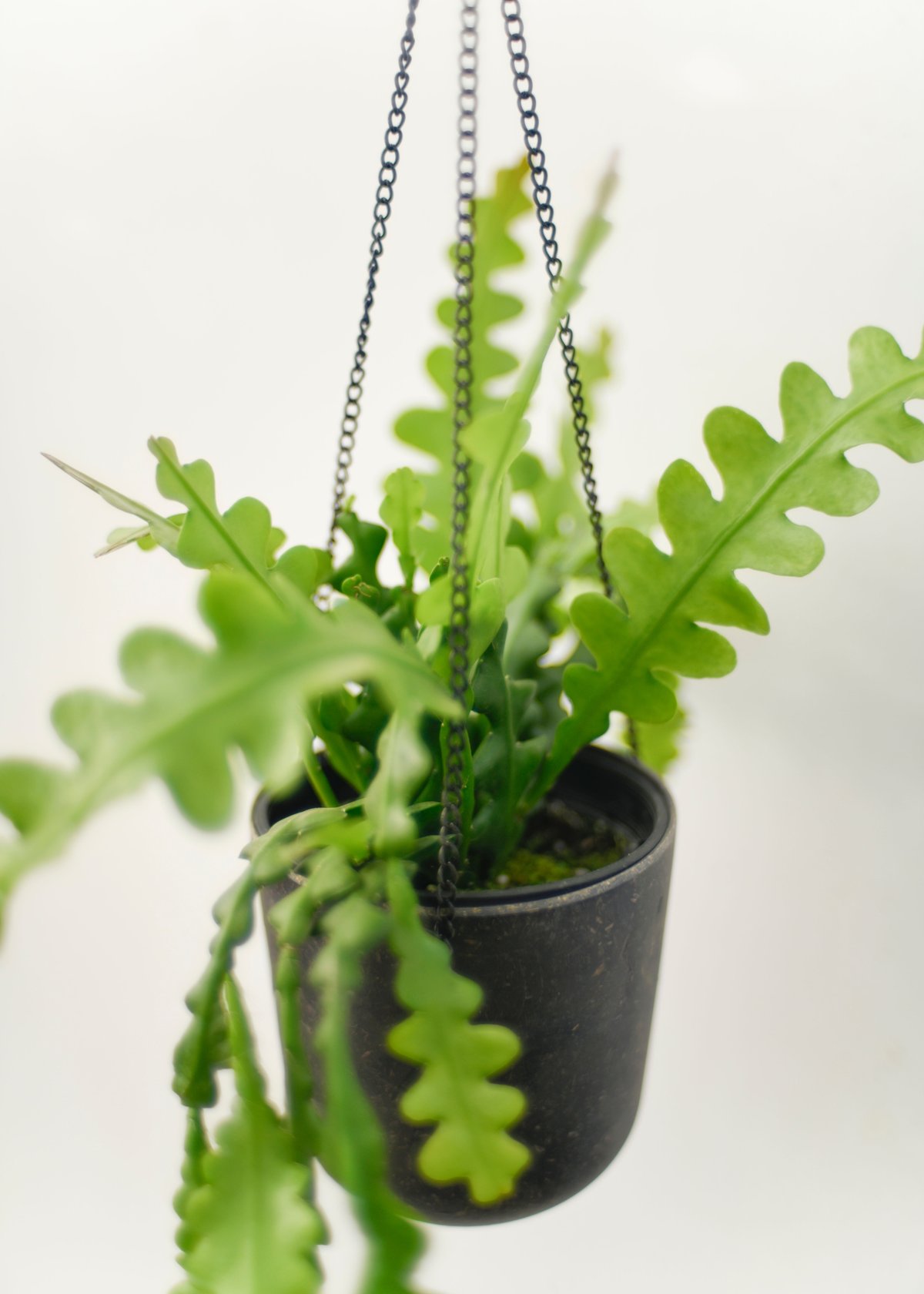 ハウス日記 Vol.43 エピフィルム・アングリガー🌿｜AND PLANTS