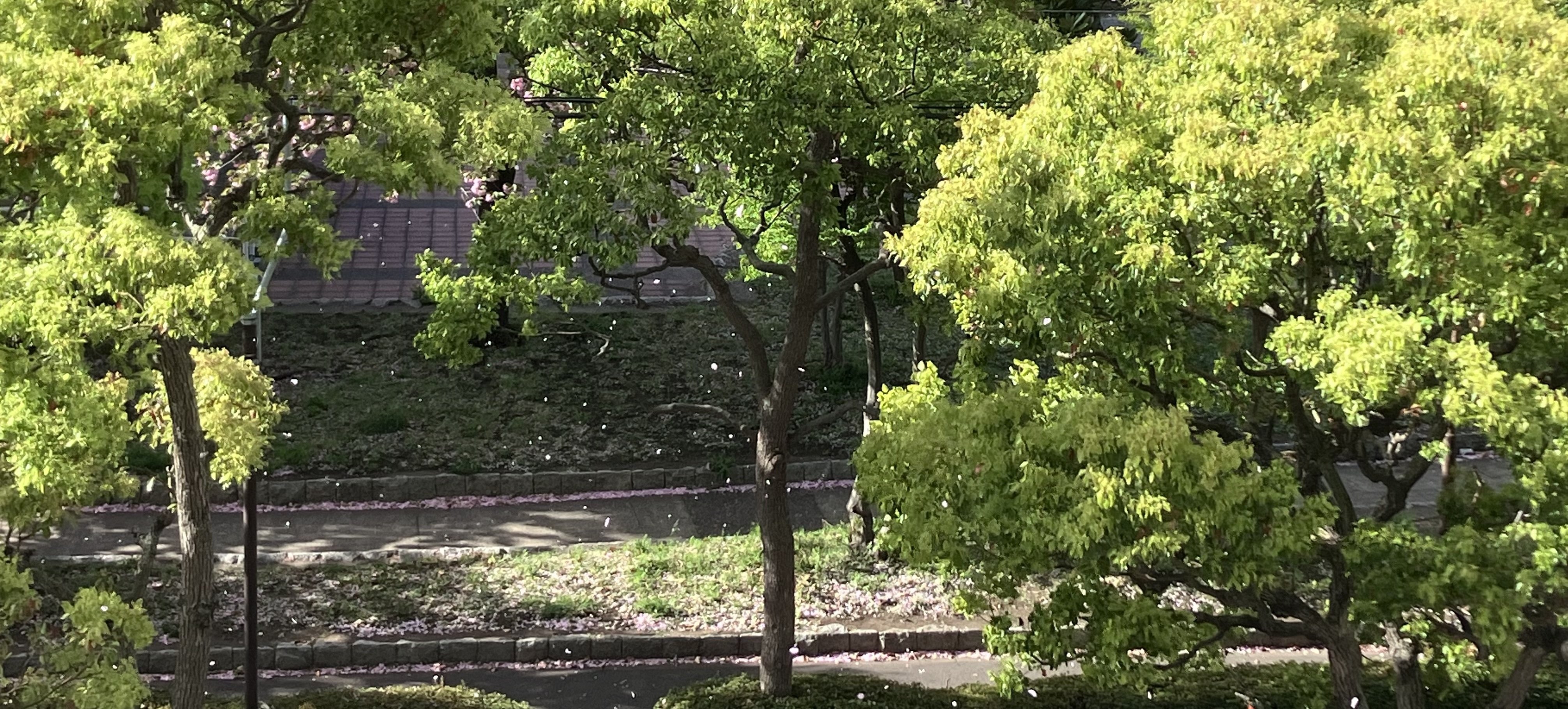 青空をバックに雪のように舞う花びら（4/19）｜ichi LABO