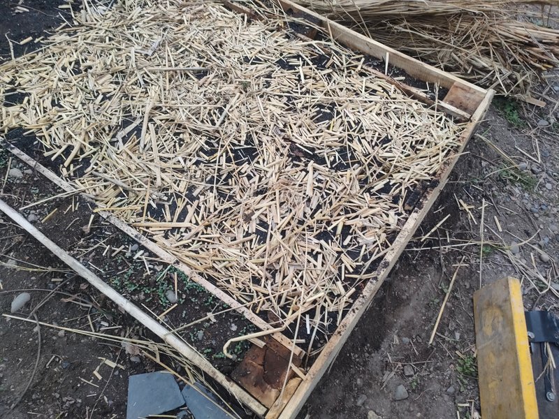 多年草化ひとめぼれを蒔く｜shanthi-usui