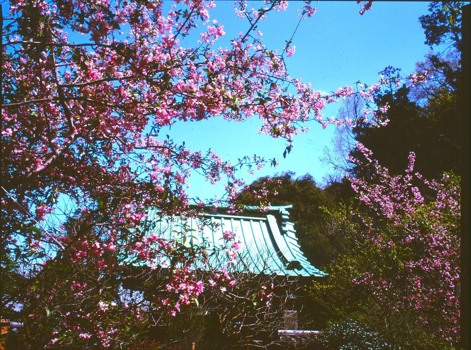 かいどう｜秋のワンダーフォーゲル（新）