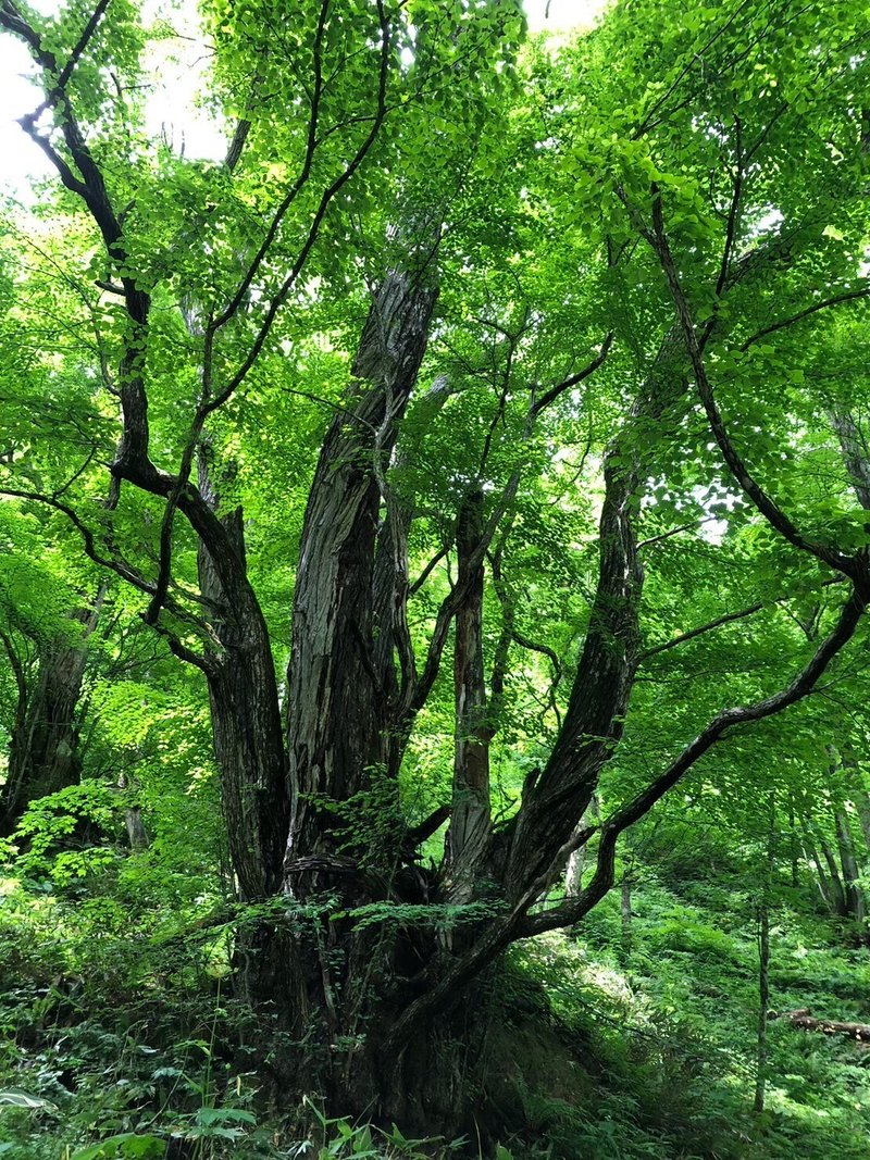 大きな木に会いたくて｜mimoza