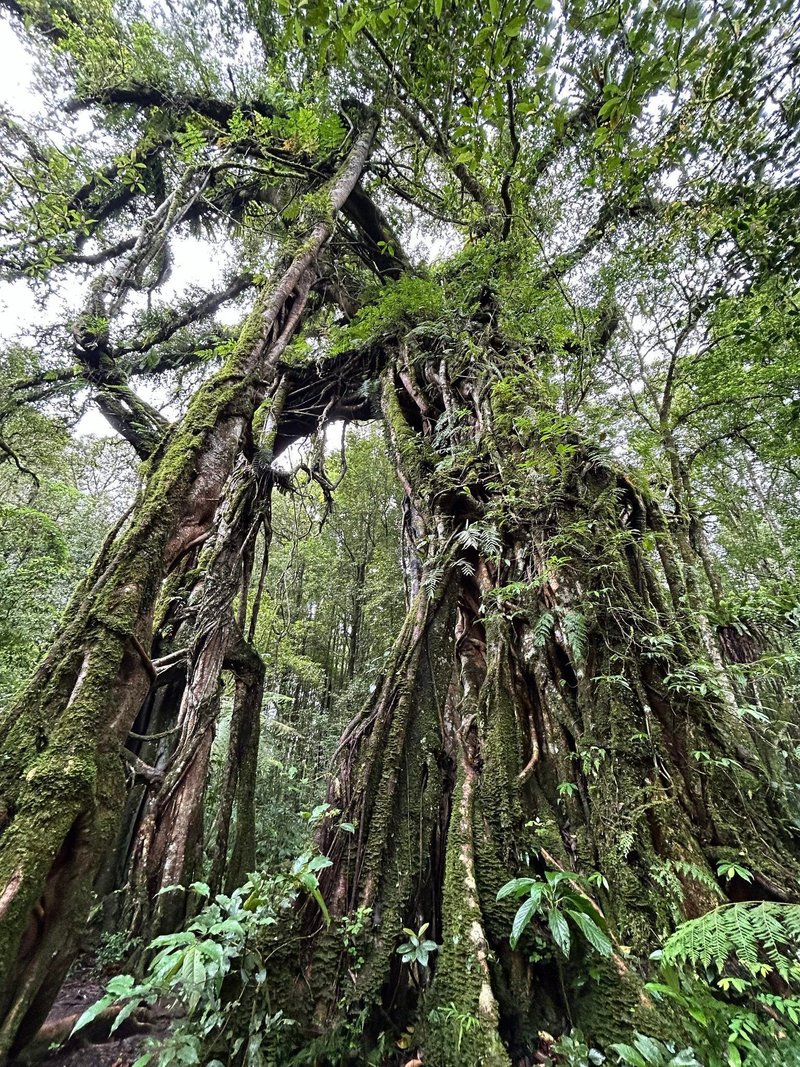 聖なる木・ガジュマルからもらったメッセージ｜Chiaki Kamuki
