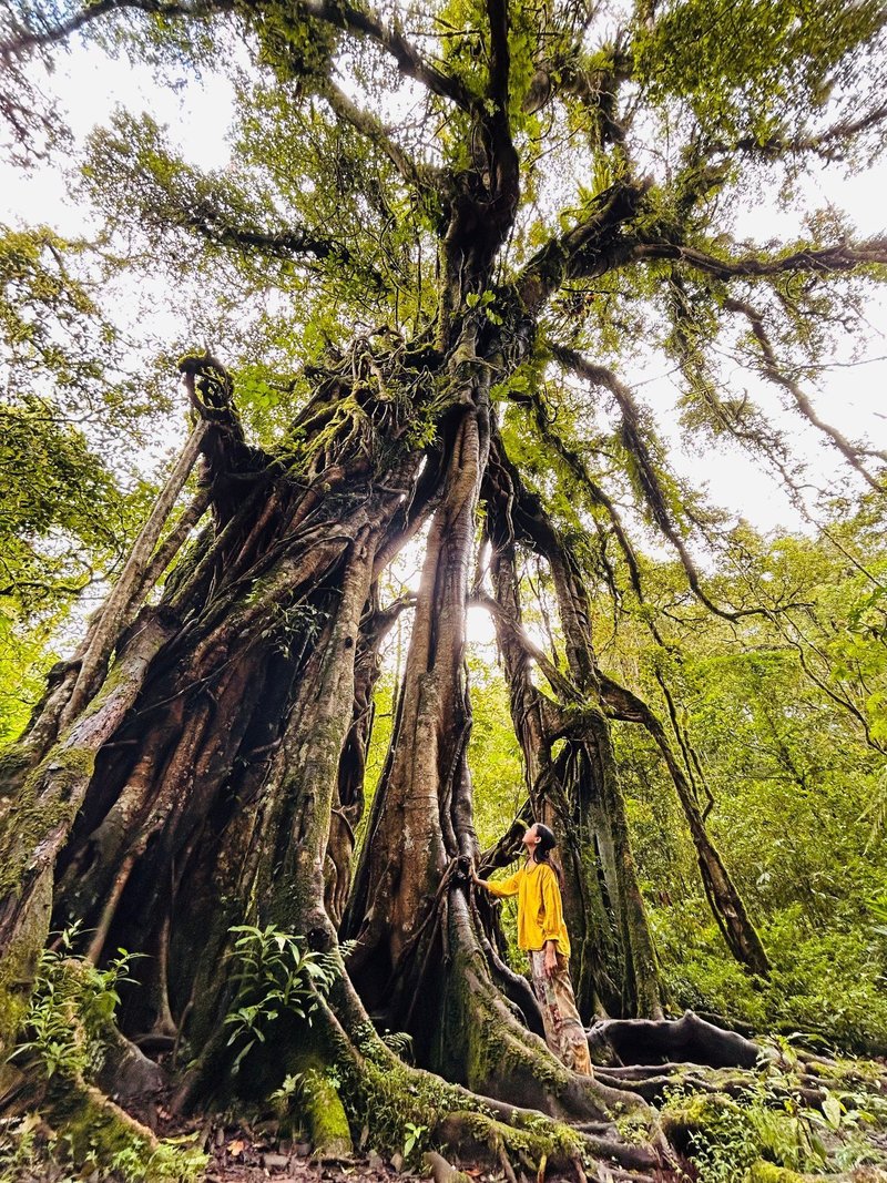 聖なる木・ガジュマルからもらったメッセージ｜Chiaki Kamuki