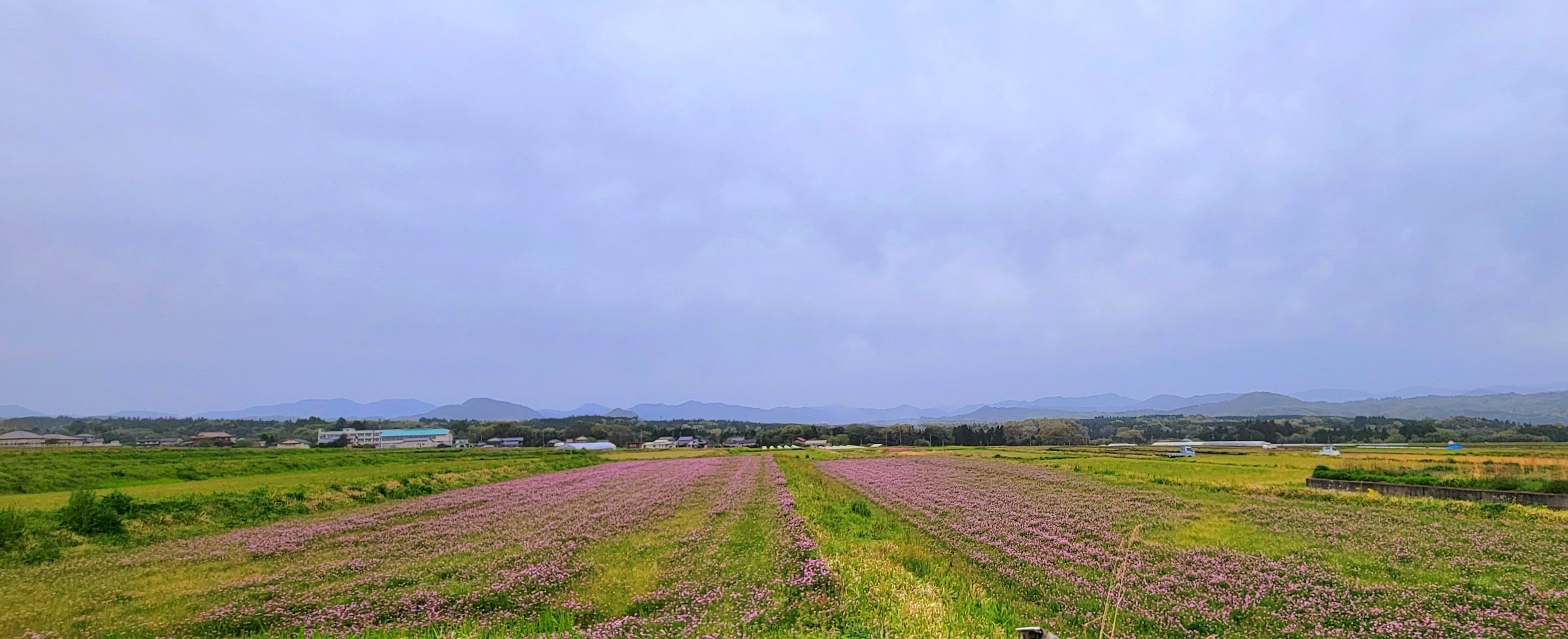 蓮華の季節｜Eiji Kawahara