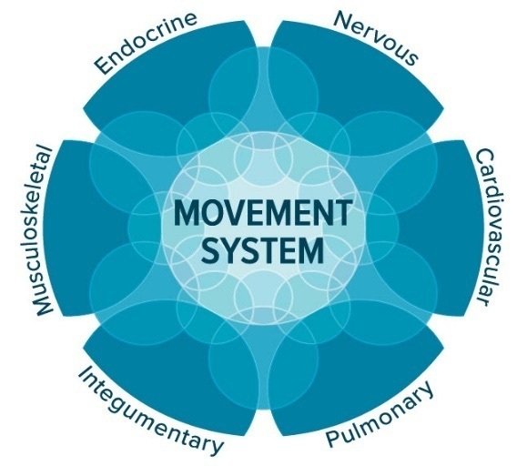 2.【理学療法士のアイデンティティ】運動系について｜はじめてのMSI｜動きから痛みを根本改善するコンセプト