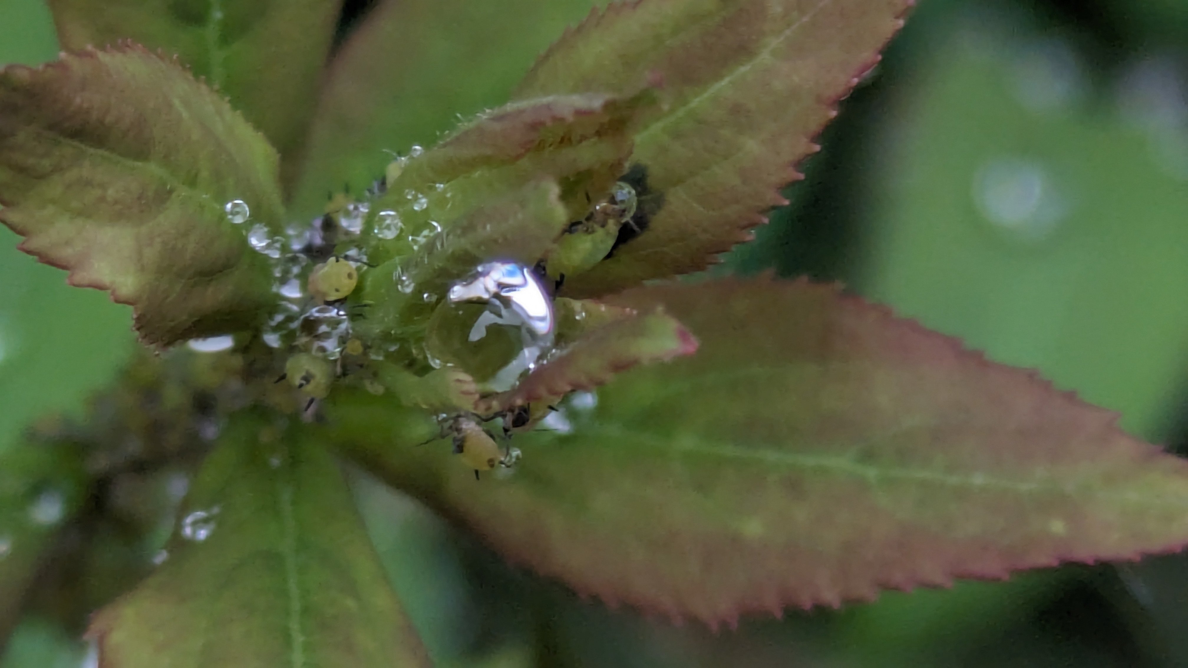 今朝の水滴｜ichiro70