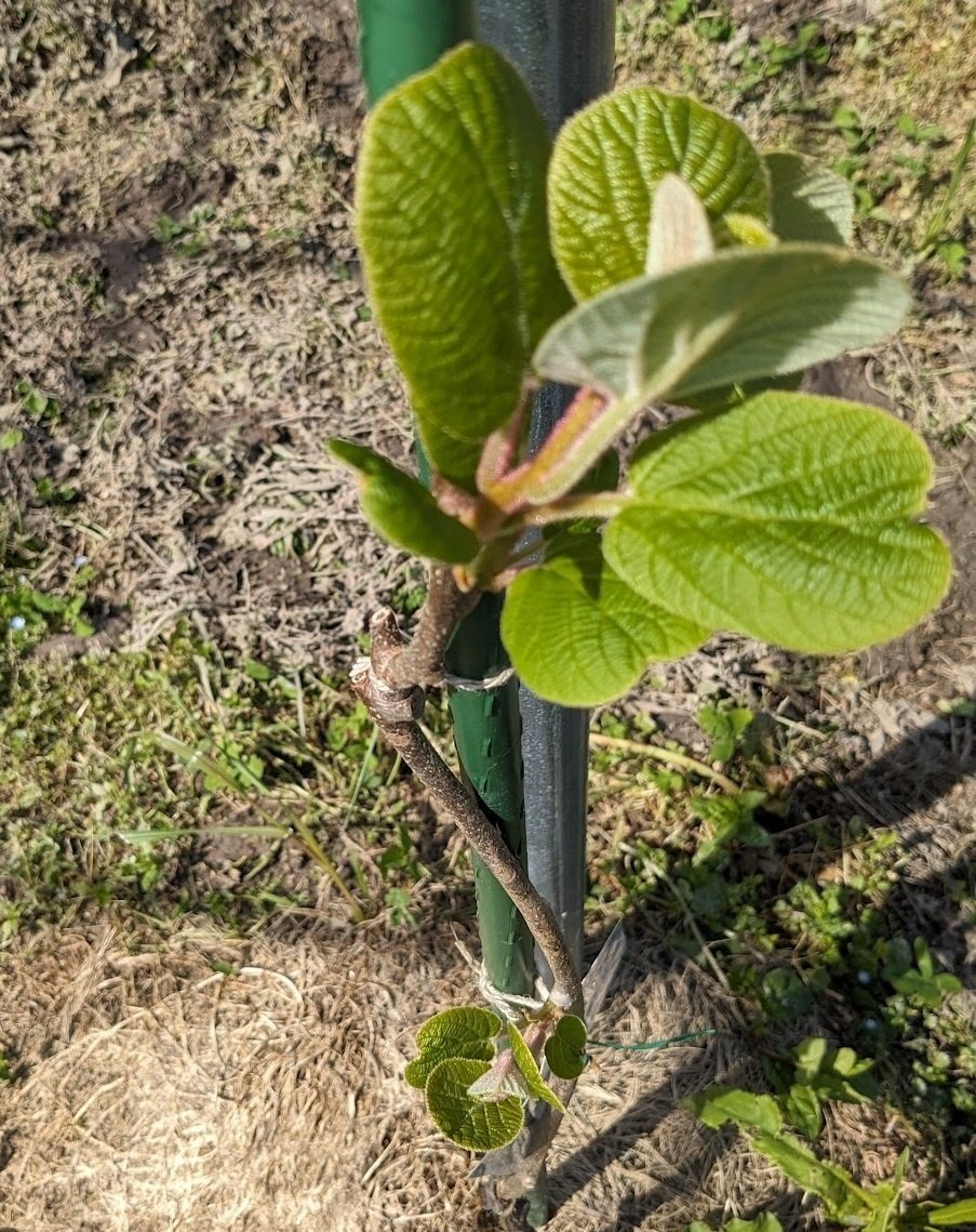 キウイ(kiwi)：ヘイワード(Hayward)｜fumi