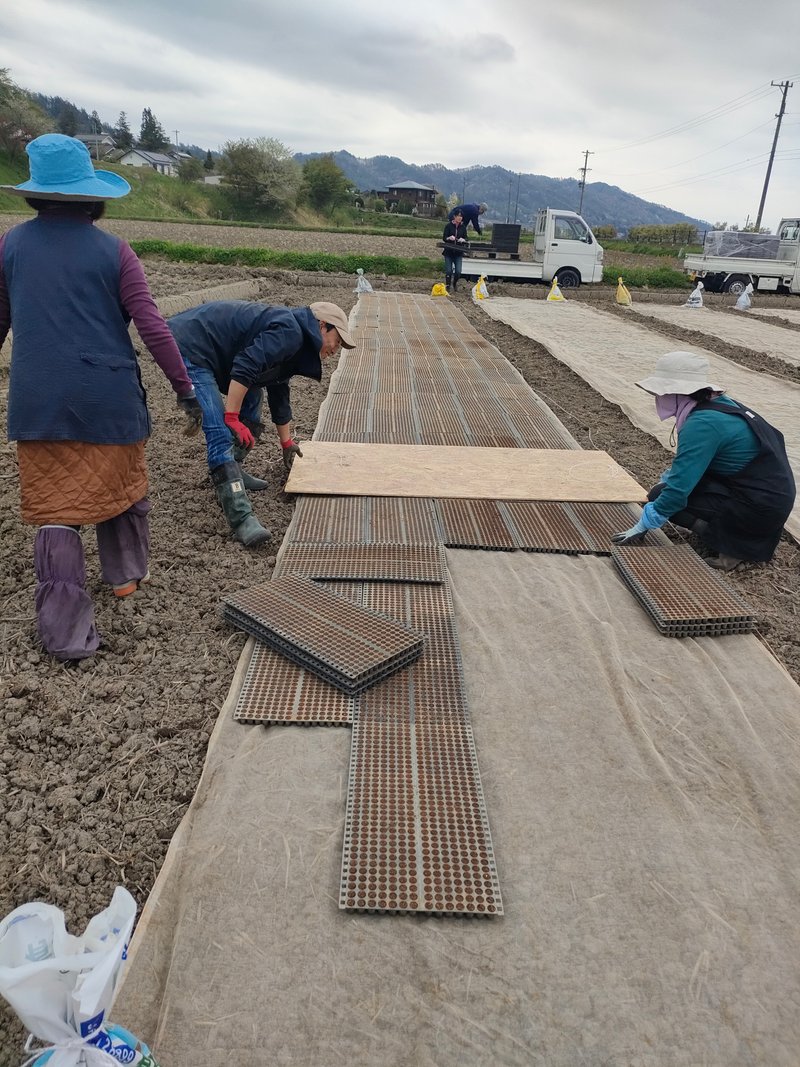 お米の種まき｜shanthi-usui