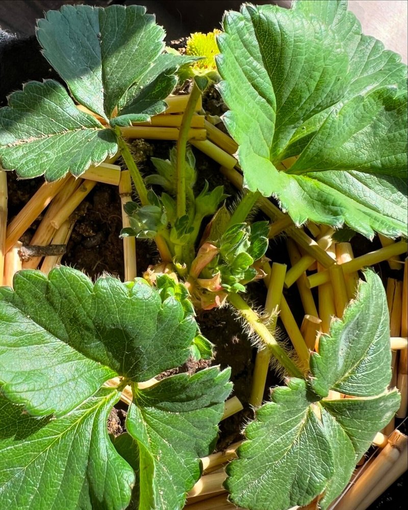 とよのか中間報告｜Ms'HIRO