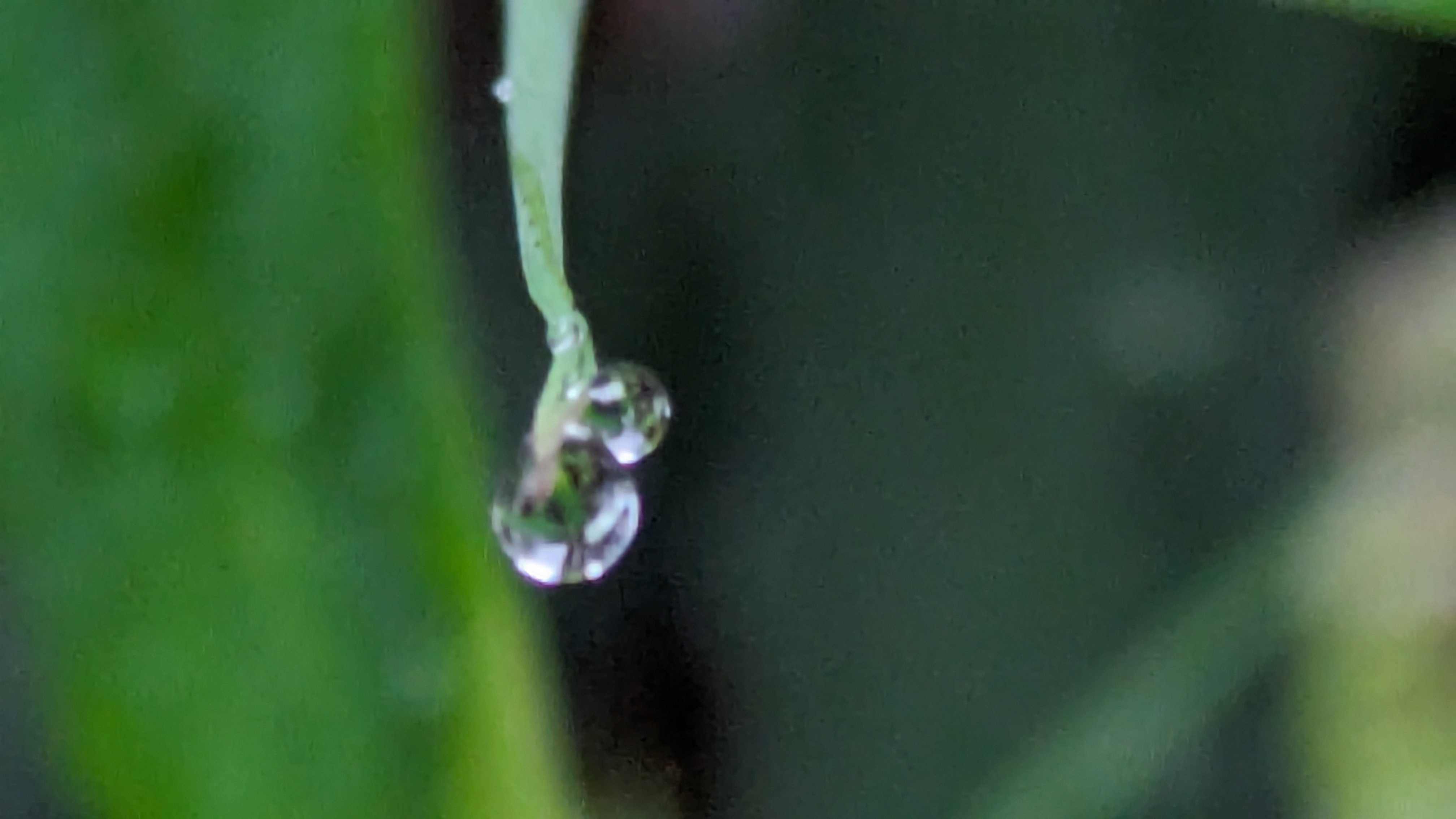 今朝の水滴｜ichiro70