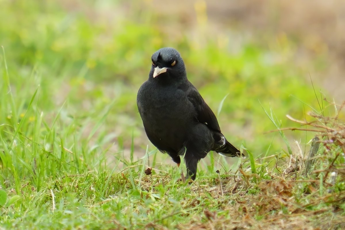 ハッカチョウ(八哥鳥)｜Miya