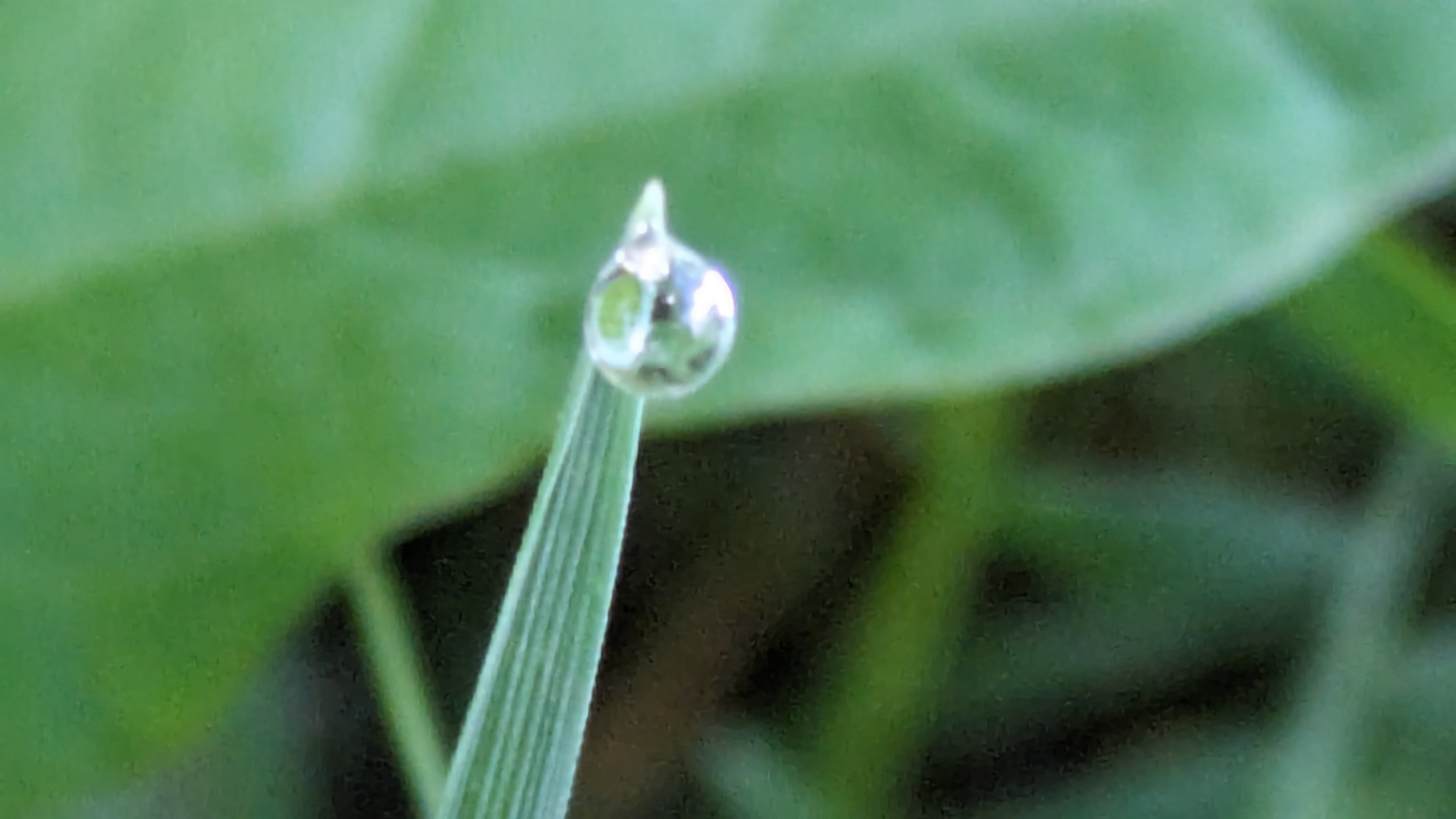 今朝の水滴｜ichiro70