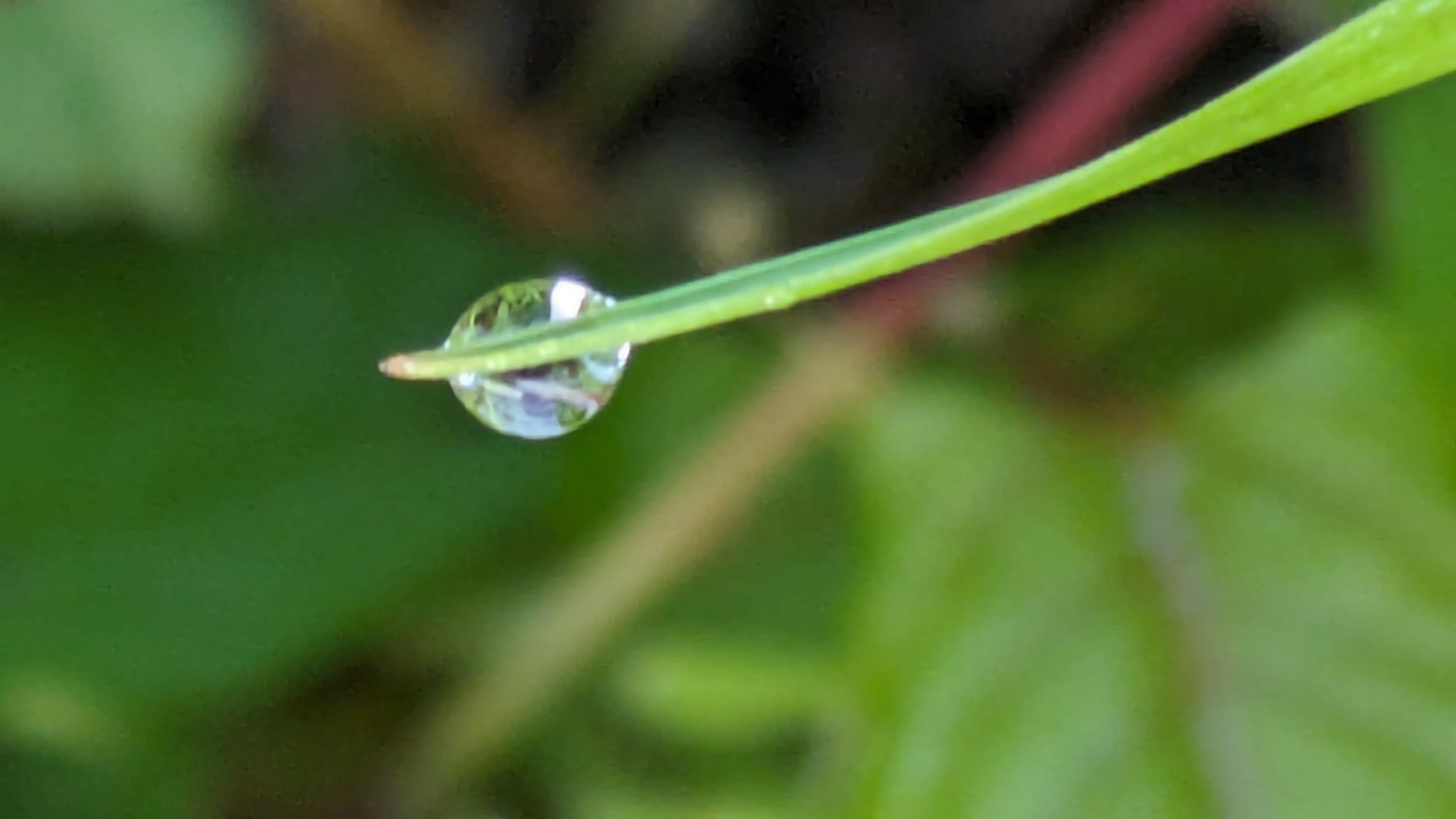 今朝の水滴④｜ichiro70